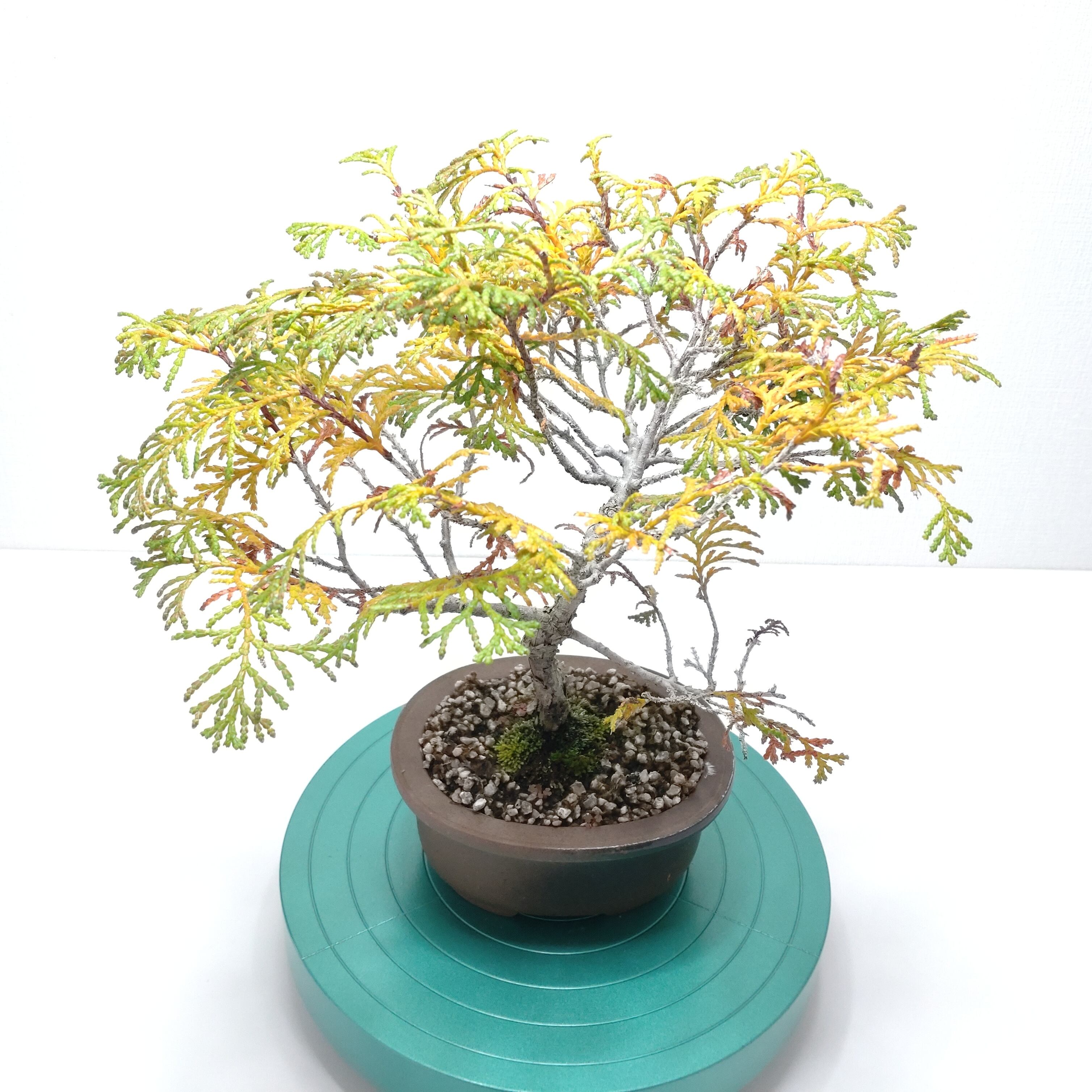檜（ヒノキ）盆栽 S005 | 盆栽創【Bonsaisou】
