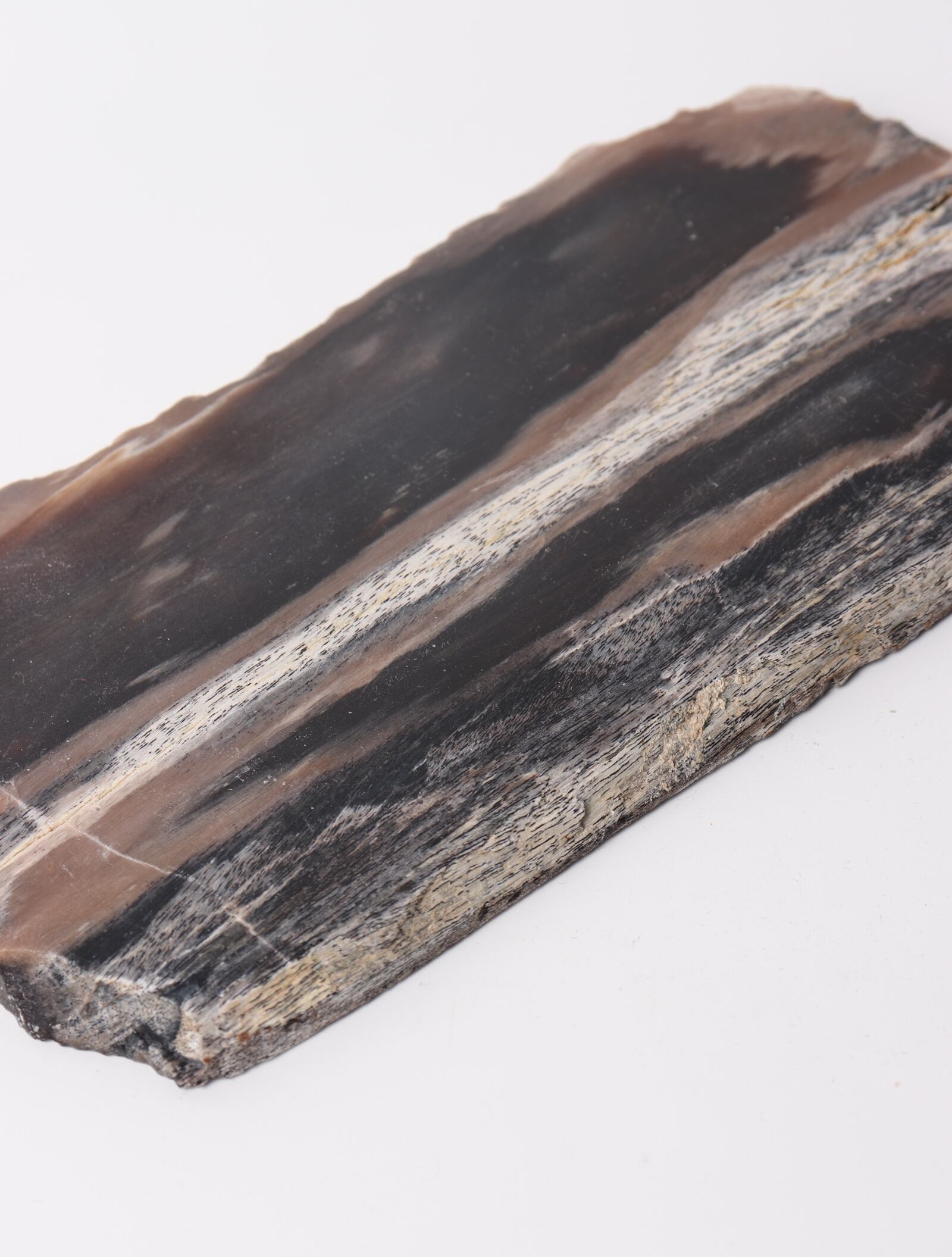 PETRIFIED WOOD SLICE | INDONESIA | acenus PETRIFIED WOOD SLICE | INDONESIA | acenus