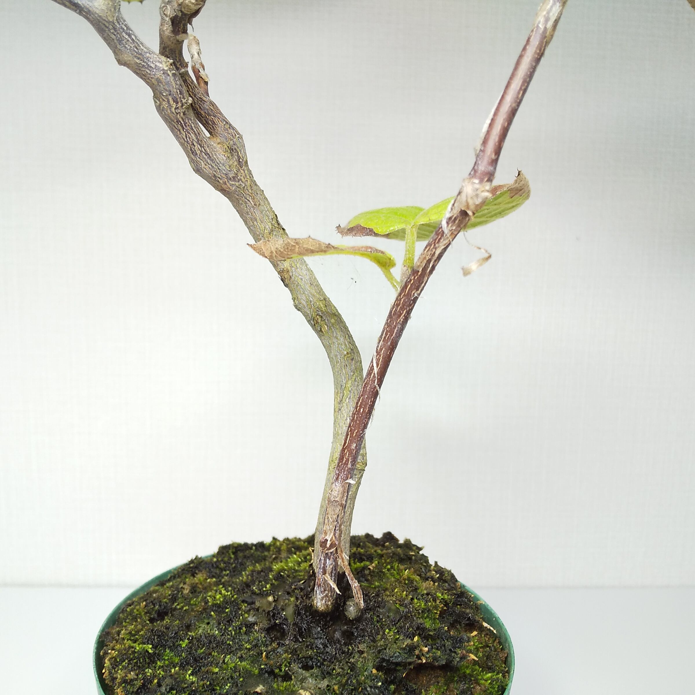 ハクウンボク（白雲木）S002 | 盆栽創【Bonsaisou】