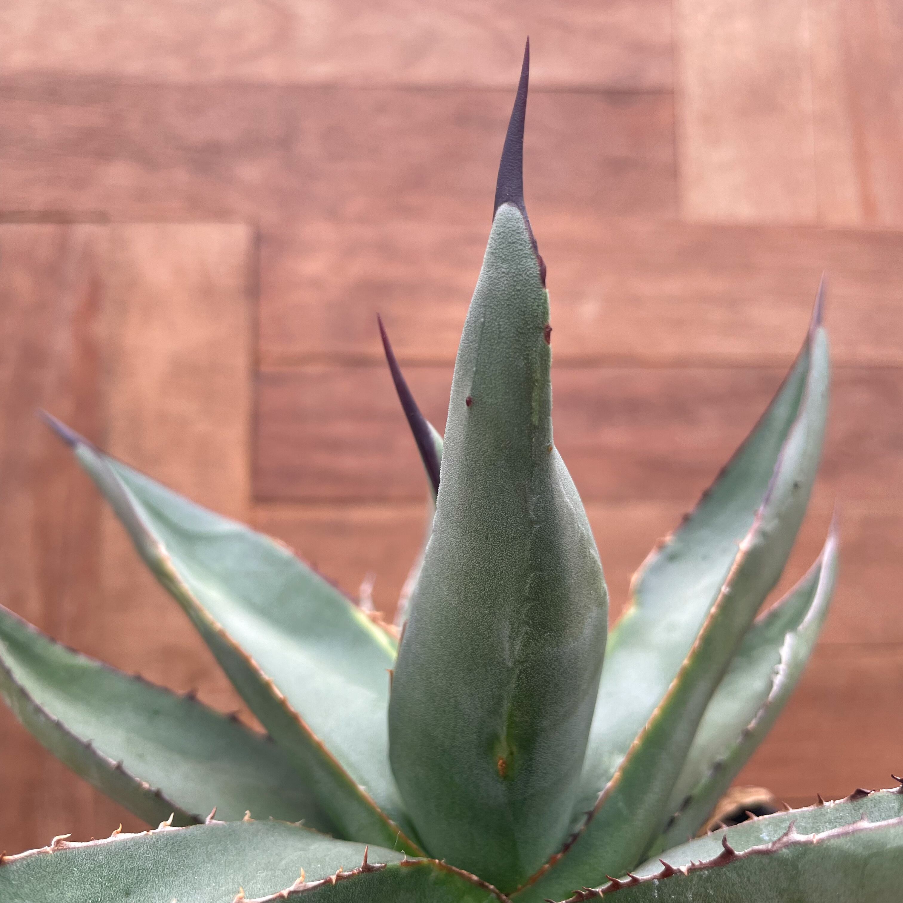 Agave nigra “Shark Skin”【アガベ・ニグラ・シャークスキン】 | RIMO'S GREEN サボテンと多肉植物の通販サイト