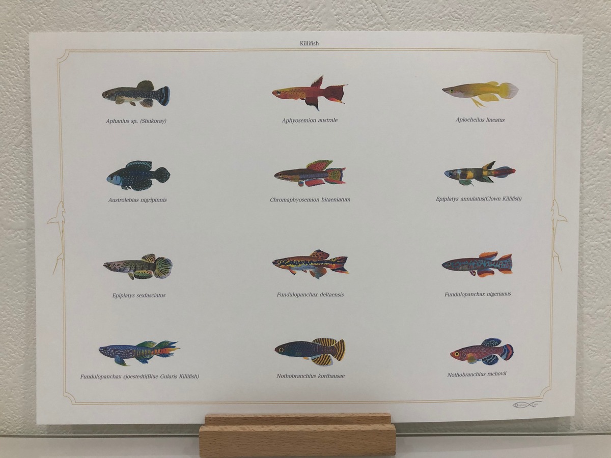Killifish A4 Drawing | Osakanacraft