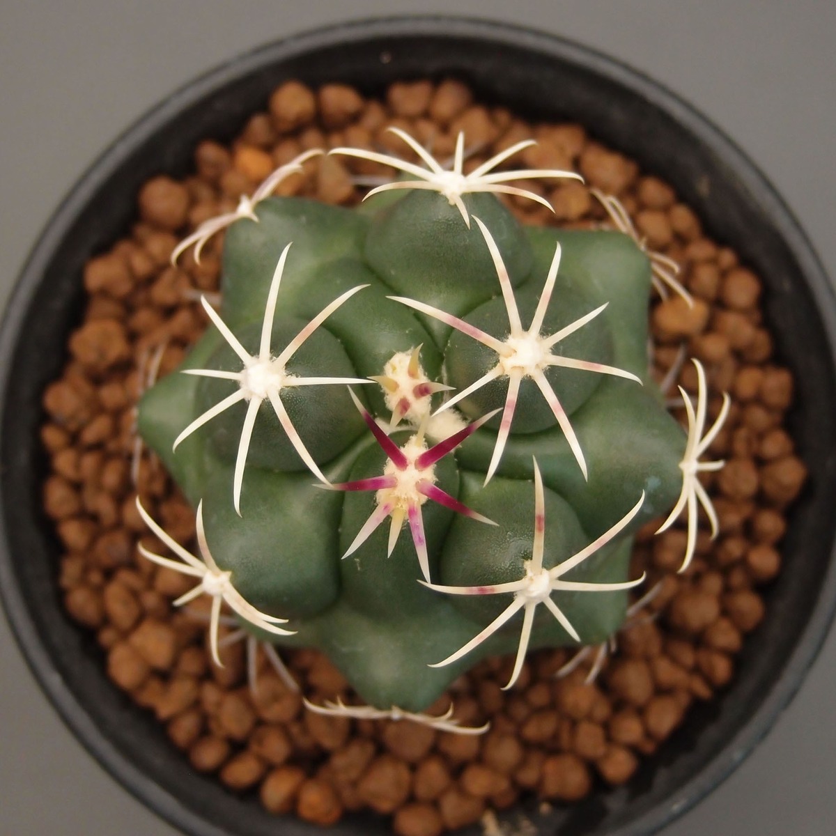 紅鷹 (B02)：テロカクタス属 ※実生 | 万緑 BAN RYOKU