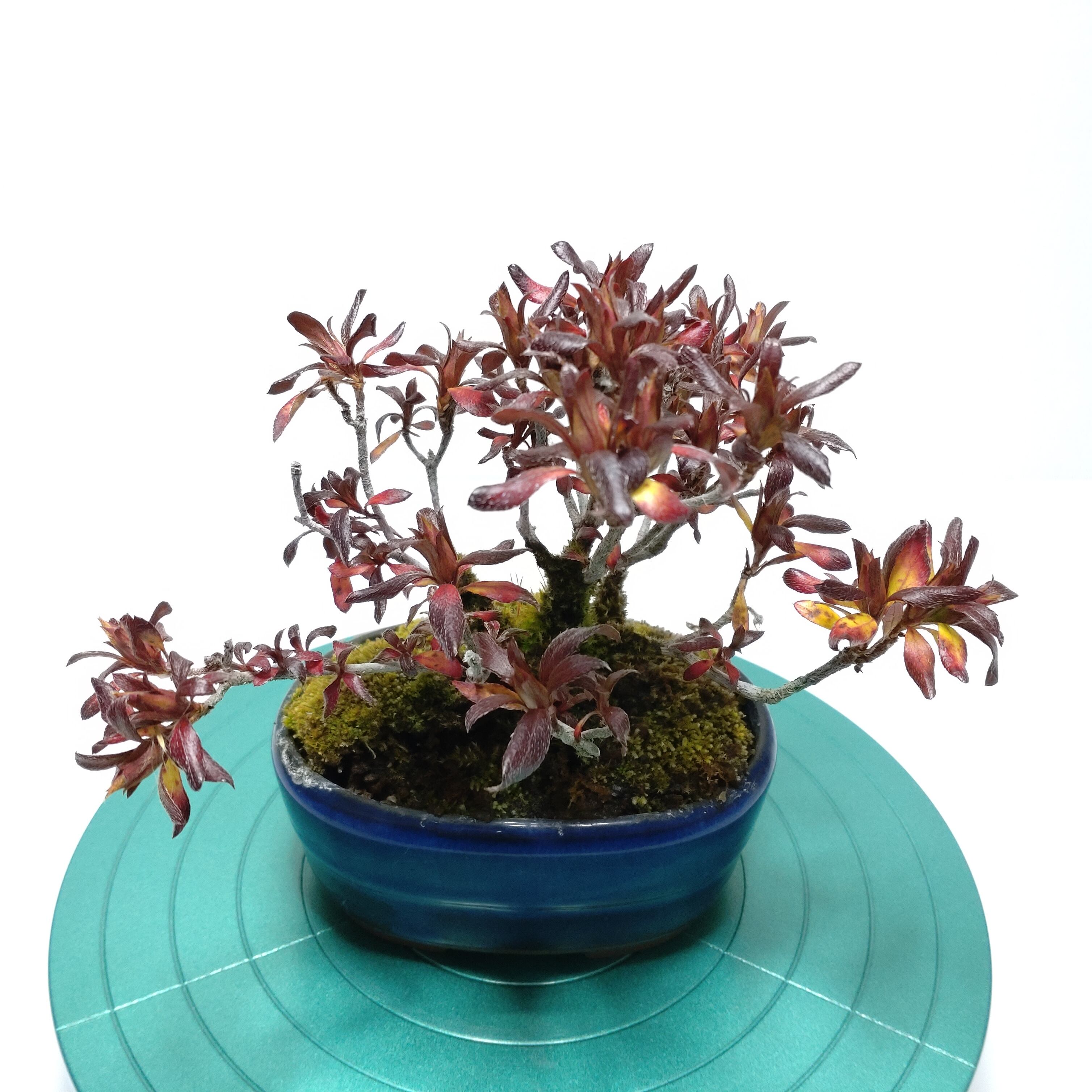 皐月（赤サツキ）盆栽 S001 | 盆栽創【Bonsaisou】