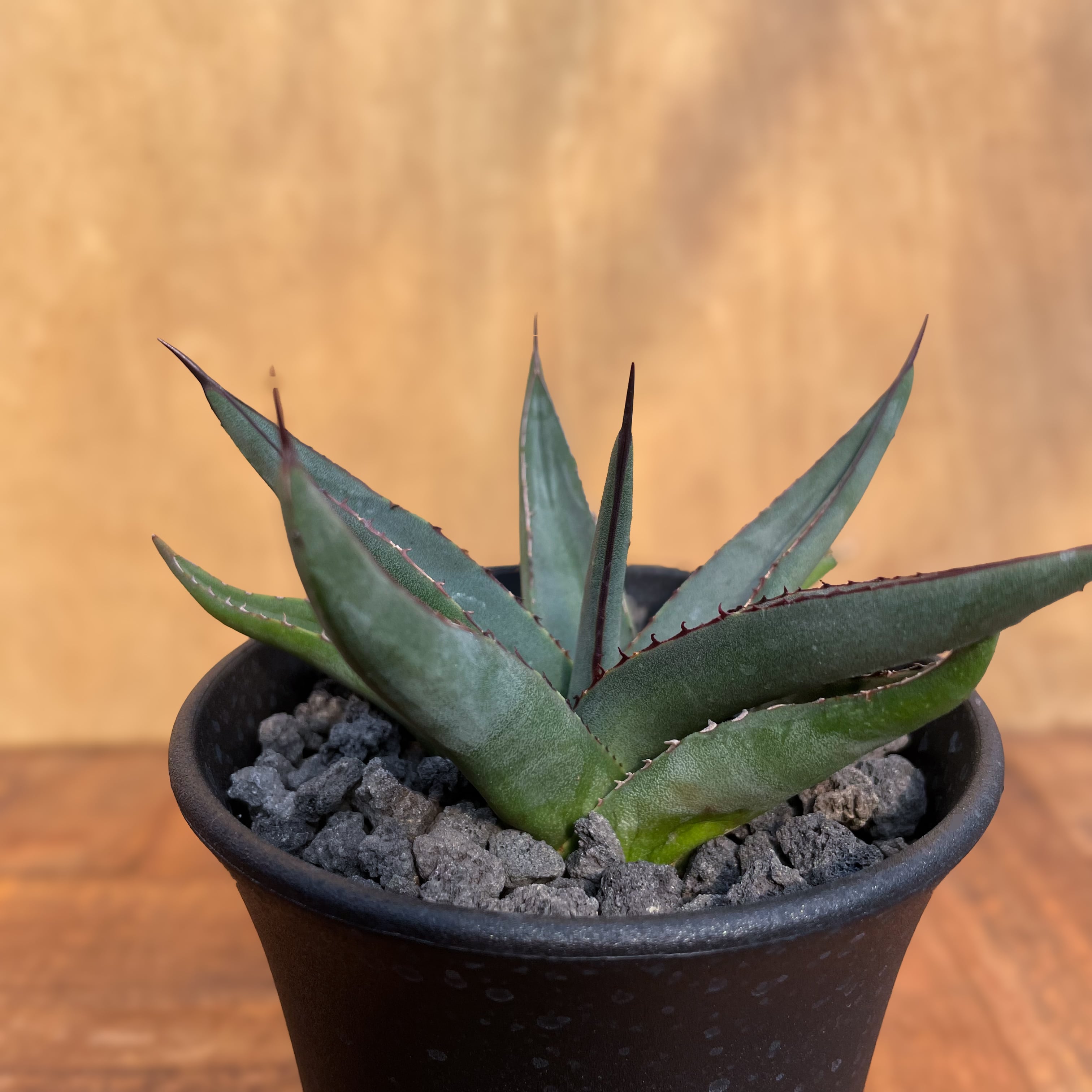 Agave nigra “Shark Skin”【アガベ・ニグラ・シャークスキン】 | RIMO'S GREEN 【Saboten ...