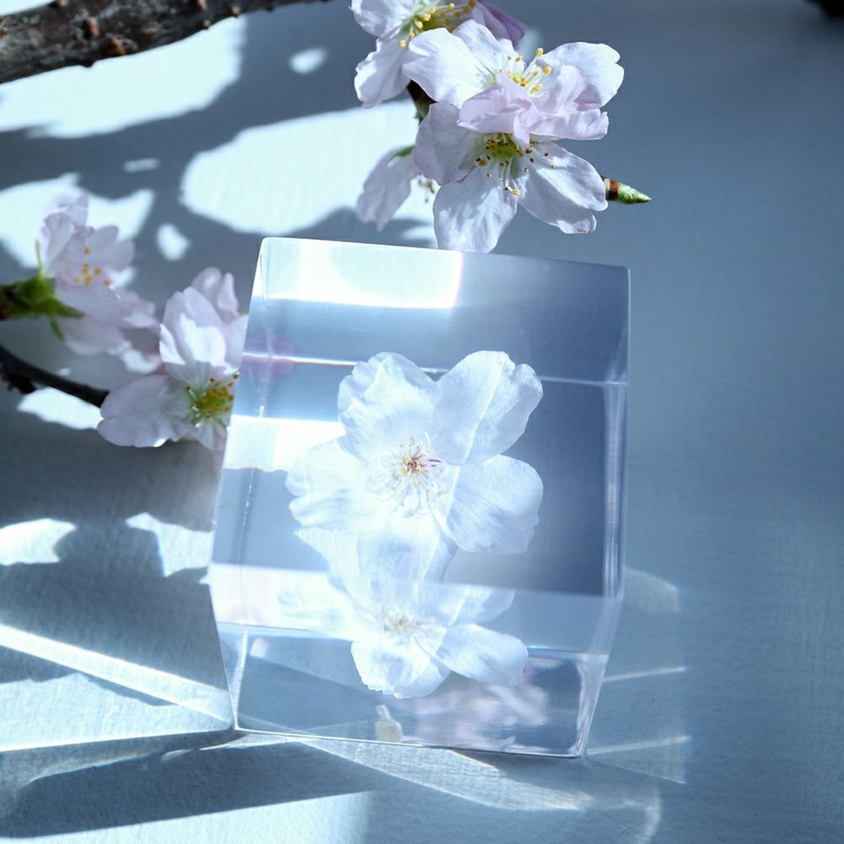 Sola cube ソメイヨシノ | docketstore