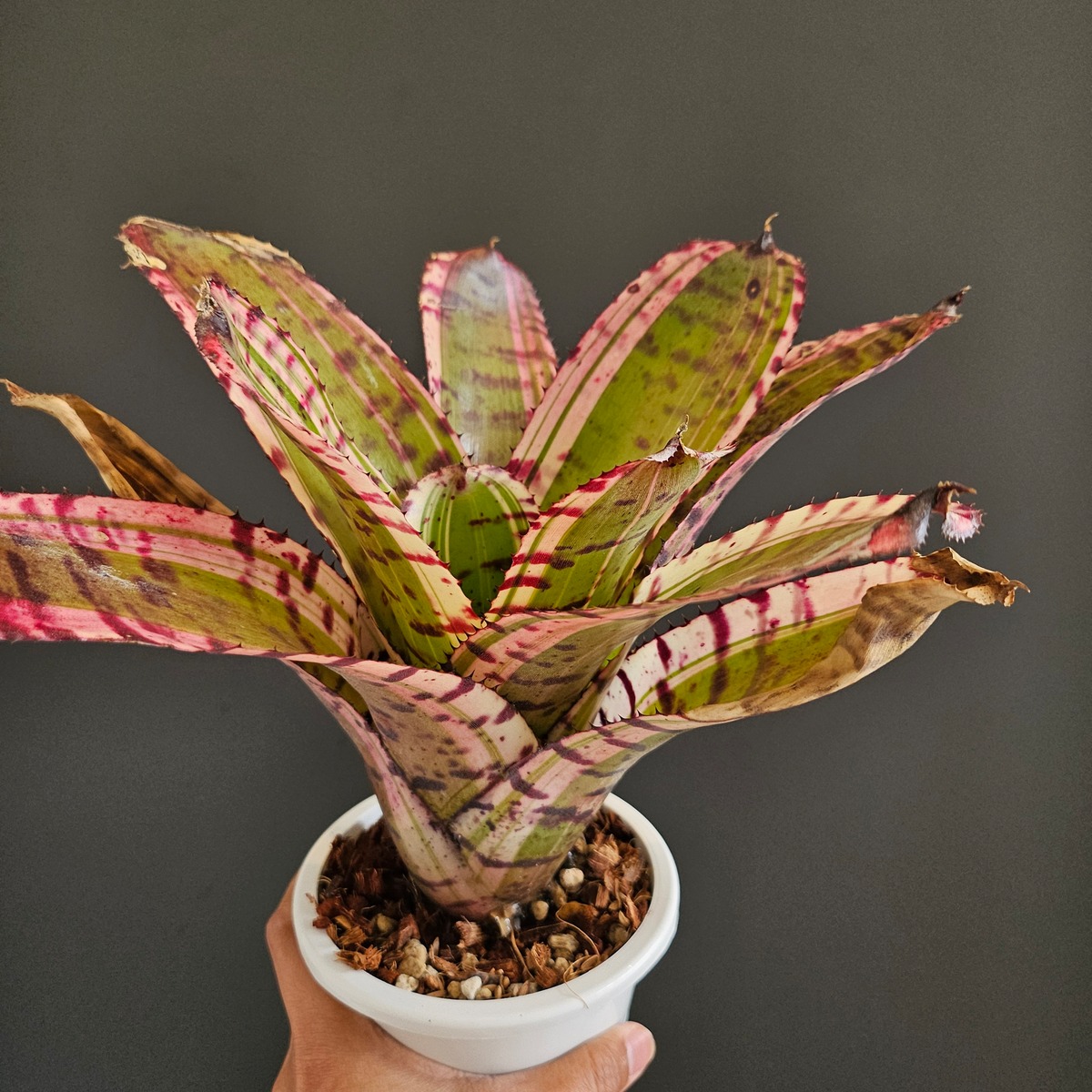 Neoregelia 'Tiger Variegated' (ネオレゲリア・タイガー・バリエゲーテッド) | Plants Baka