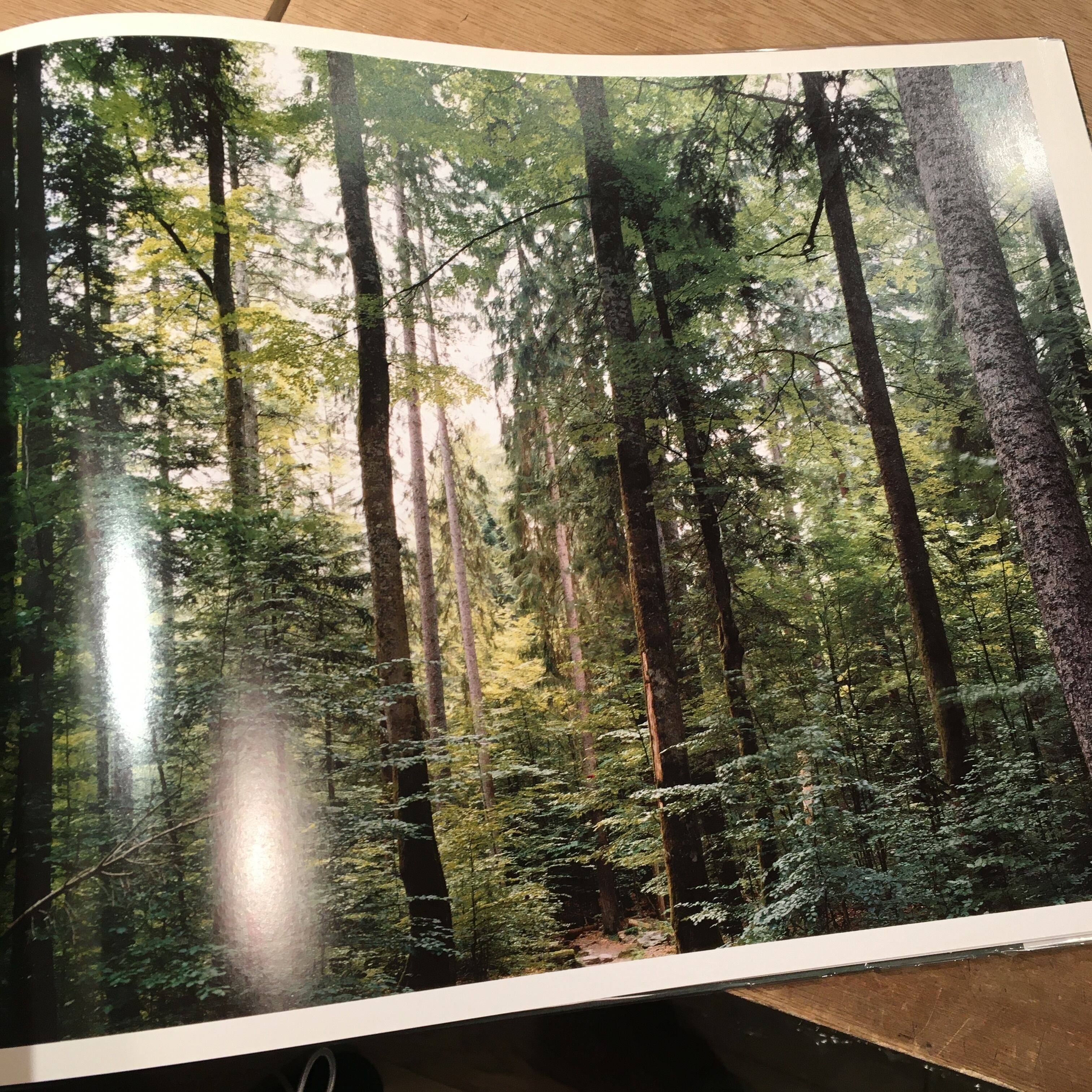 NEW PICTURES FROM PARADISE / THOMAS STRUTH | 百年