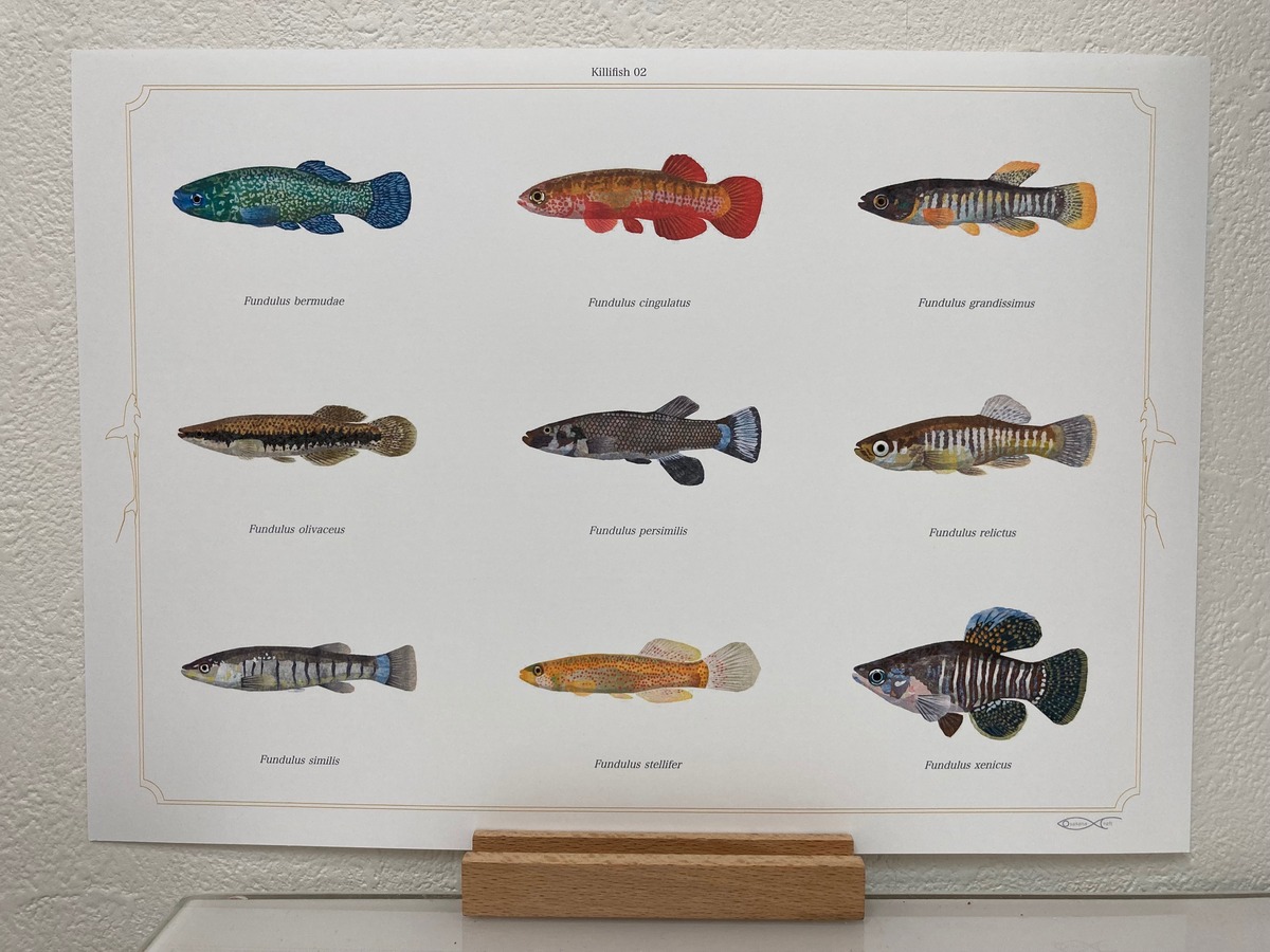 Killifish 02 A4 Drawing Poster | Osakanacraft