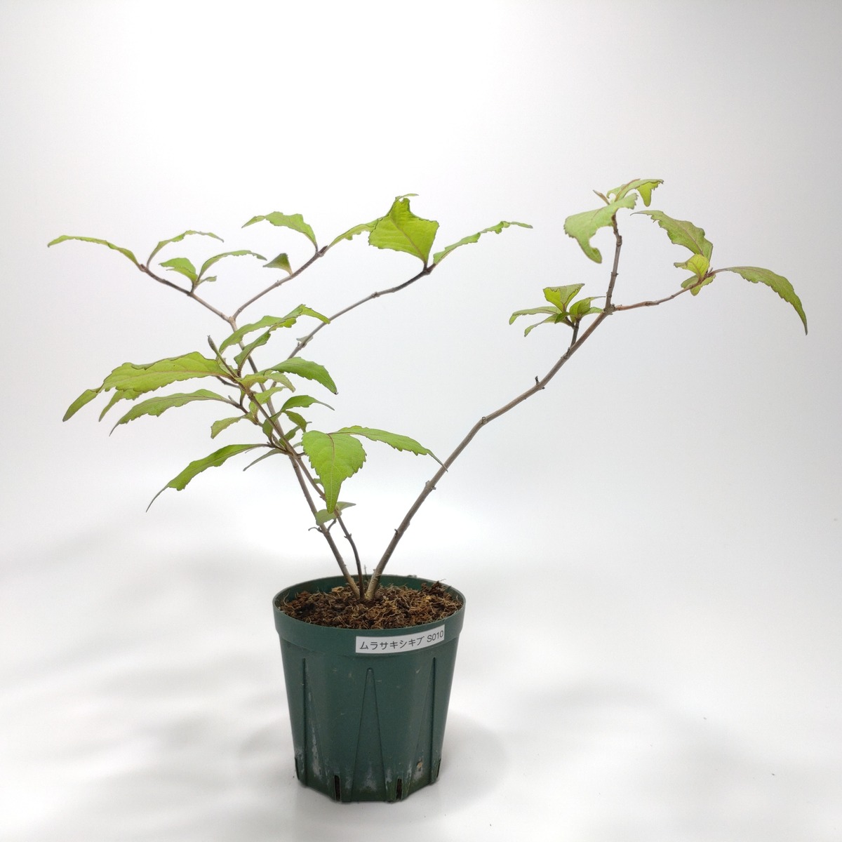 ムラサキシキブ（紫式部）S010 | 盆栽創【Bonsaisou】