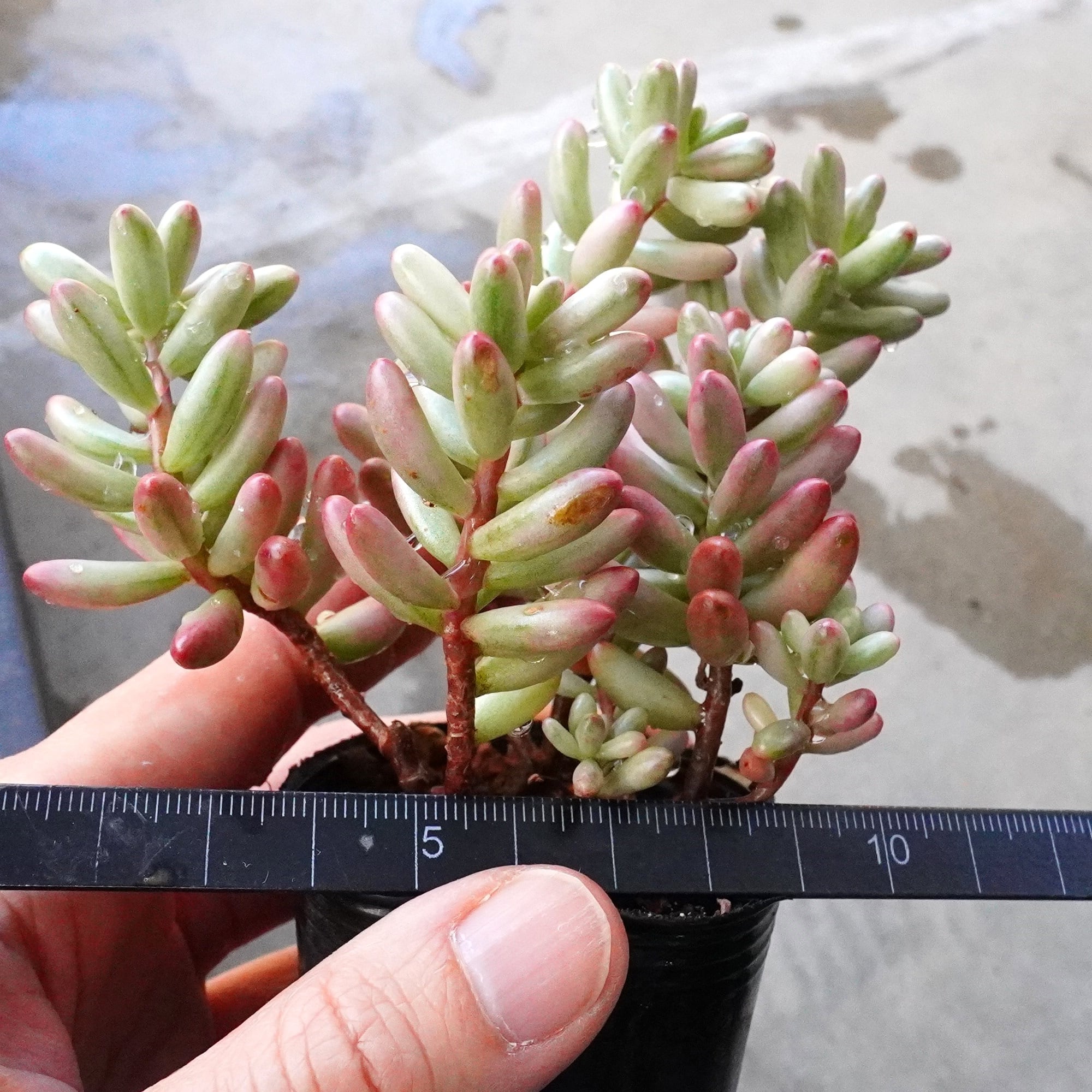 【オーロラ 】セダム 多肉植物 sedum rubrotinctum'Aurora' | E-TANIKU