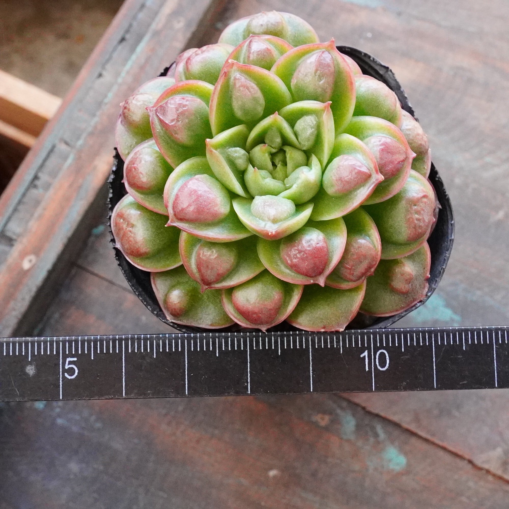 ※再入荷※ 超美苗【丸葉ドロップロンギシマ 1 】エケベリア 韓国多肉 オススメ | E-TANIKU