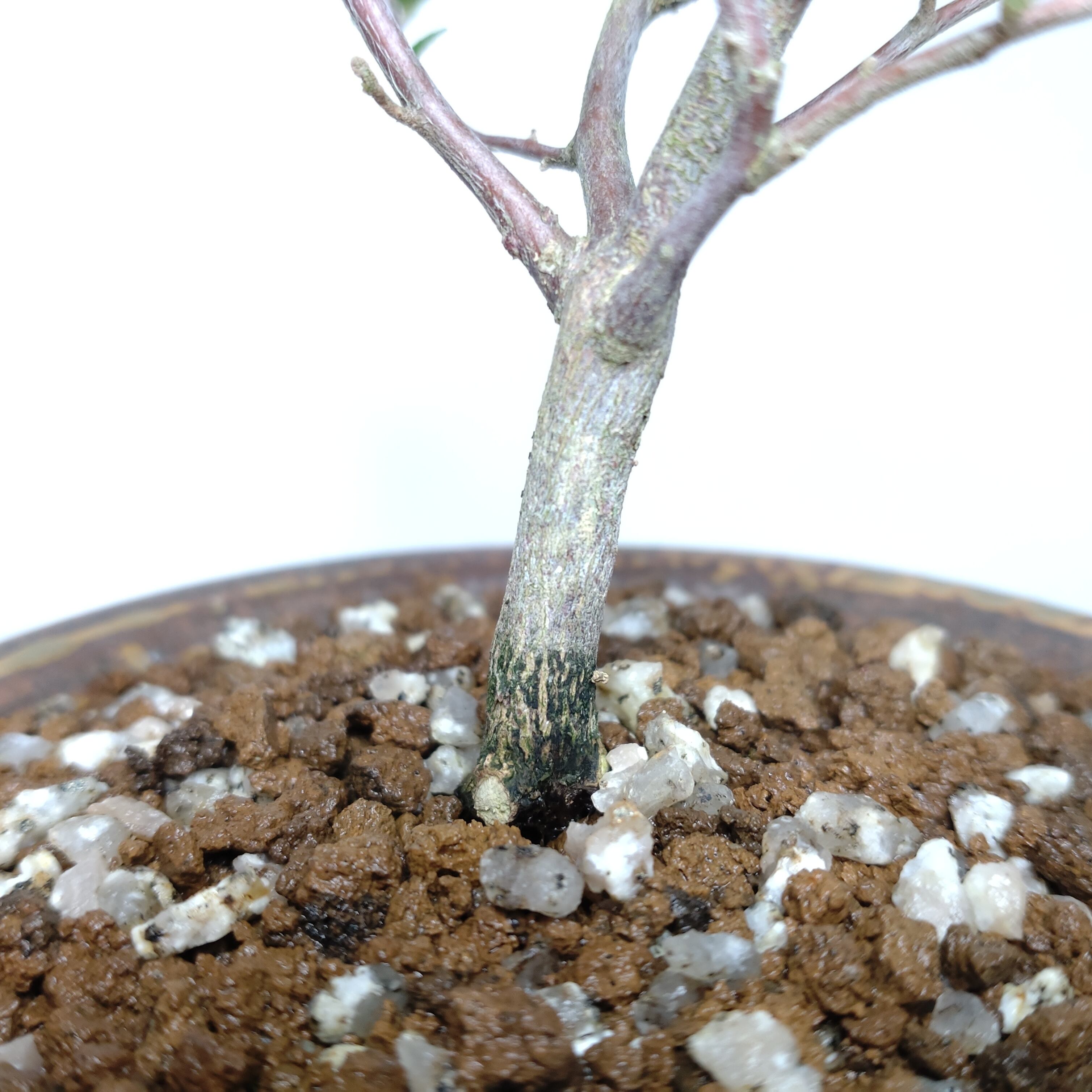 エゴノキ盆栽 S009 | 盆栽創【Bonsaisou】