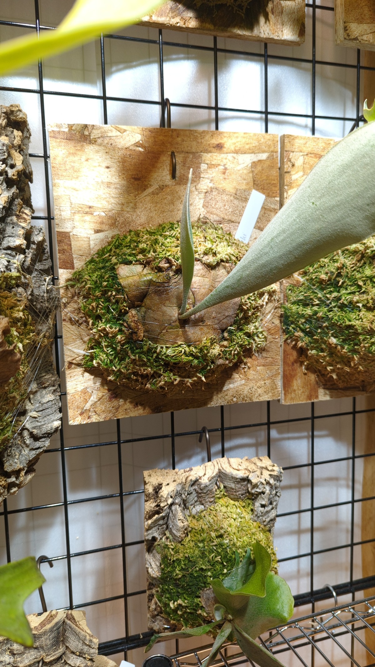 P. Akki | bikakumono