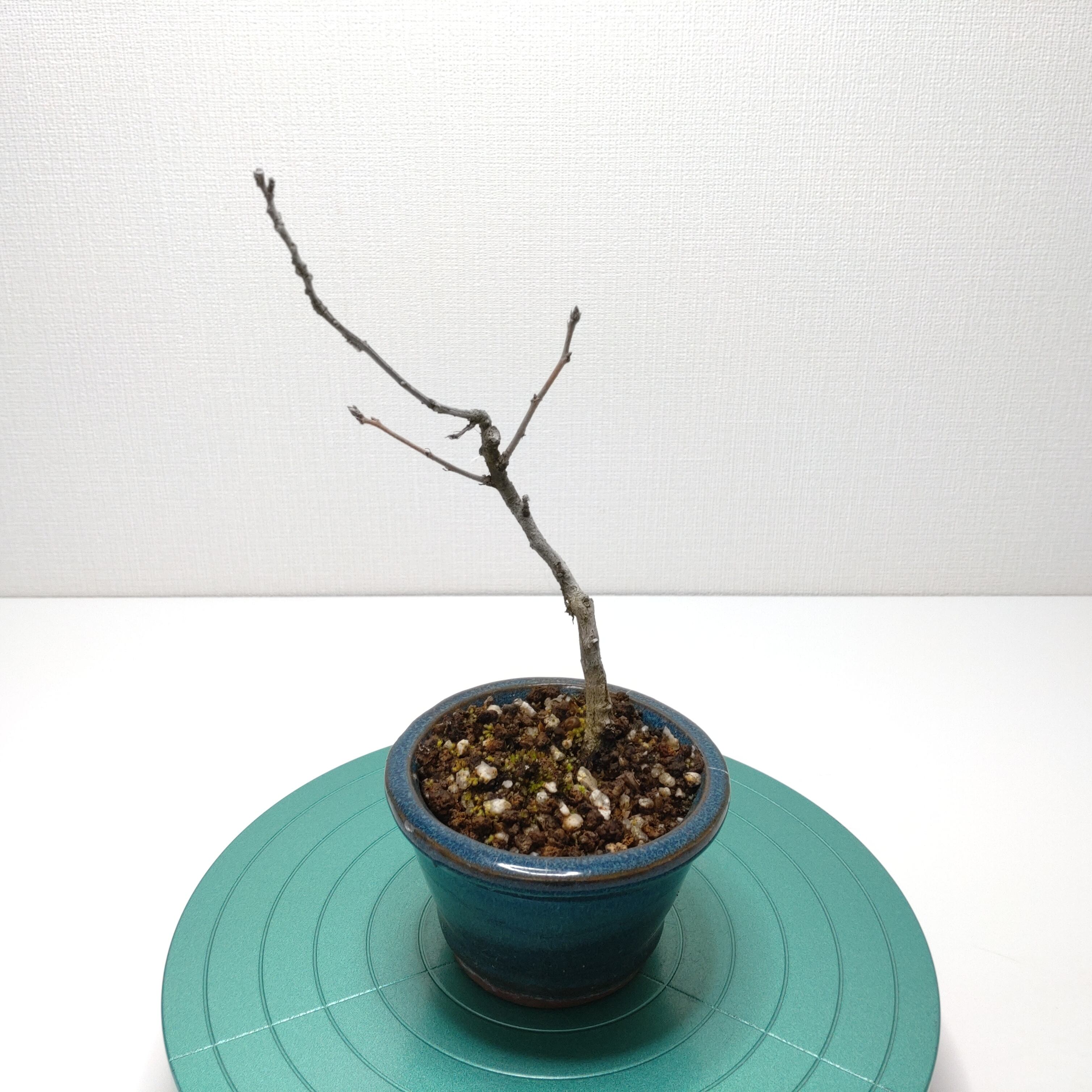 櫟（クヌギ）盆栽 S006 | 盆栽創【Bonsaisou】