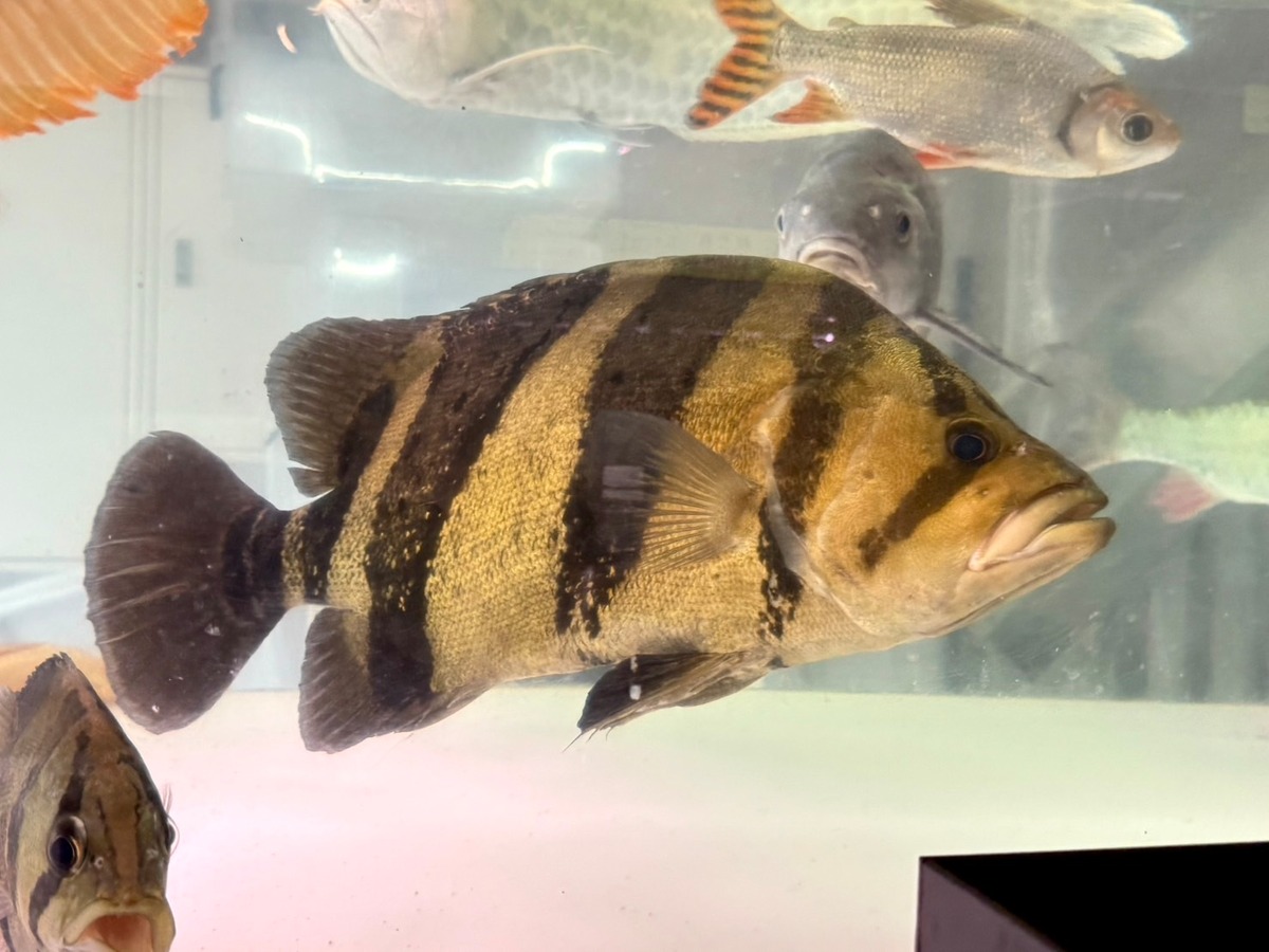 J01 ダトニオリアルバンド 50㎝前後 水槽外計測 引取or納品 | アクアショップ ビリーケン オンラインストア