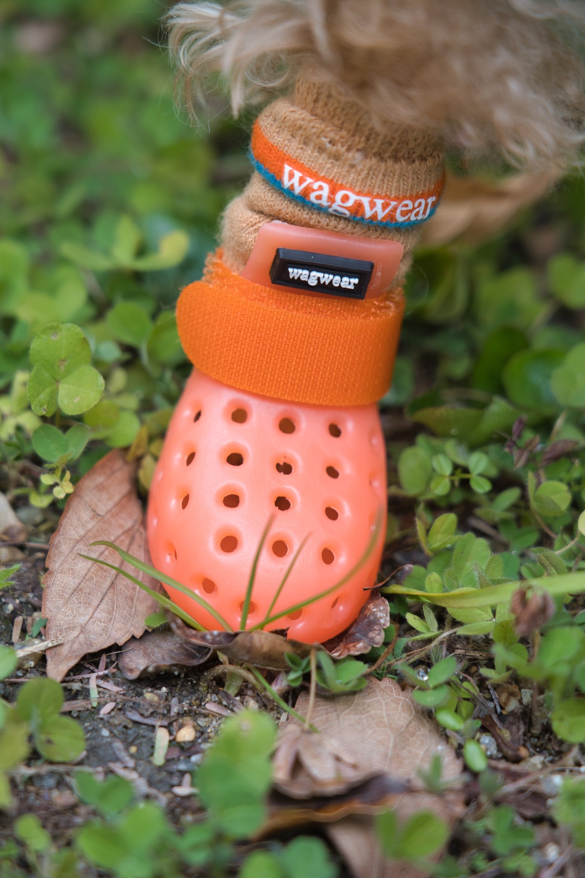 ワグウエア wagwear ワグウオーマー コットンプロテクター レッグウオーマー | p_kuraru