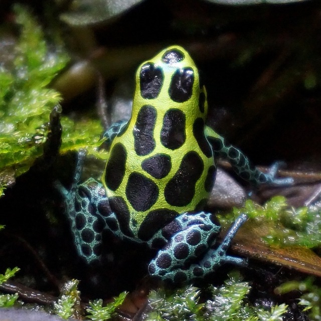バリアビリスヤドクガエル・サザン Ranitomeya variabilis "Southern" | ブルーゲッコーラボ BlueGeckolab.