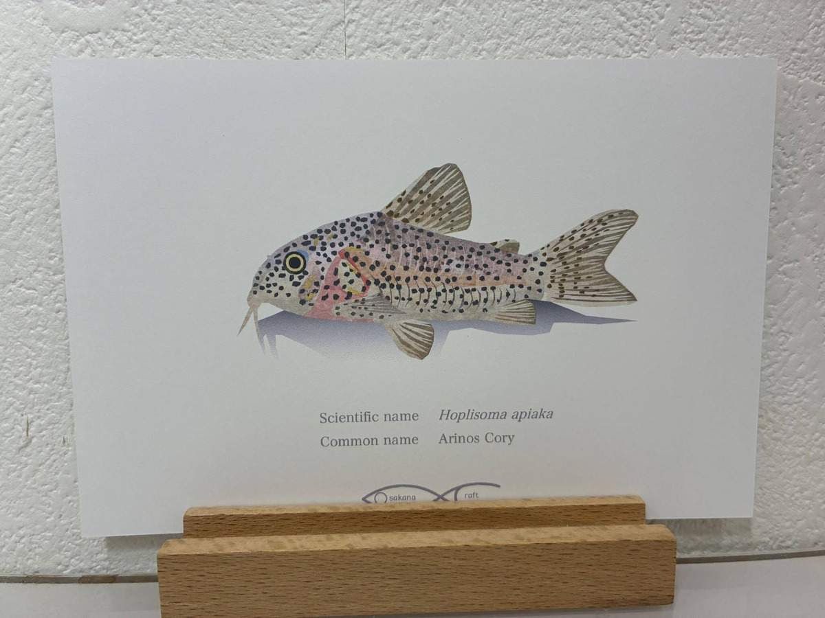 Hoplisoma apiaka Postcard | Osakanacraft
