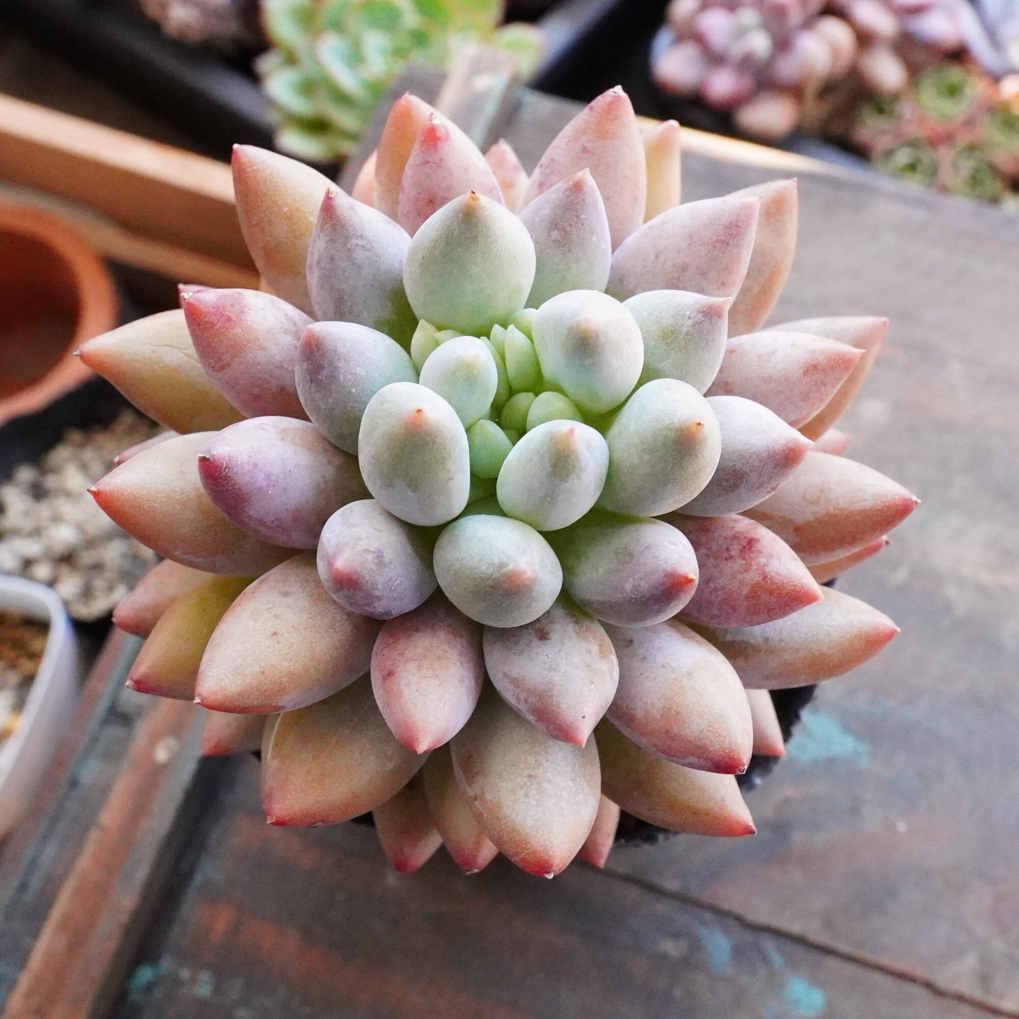 【サラン美人 2】韓国多肉 おすすめ ツンツン お買い得 | E-TANIKU