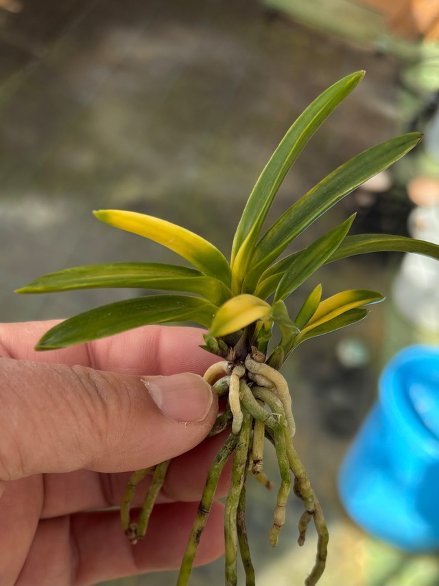 SAMURAI-ORCHID