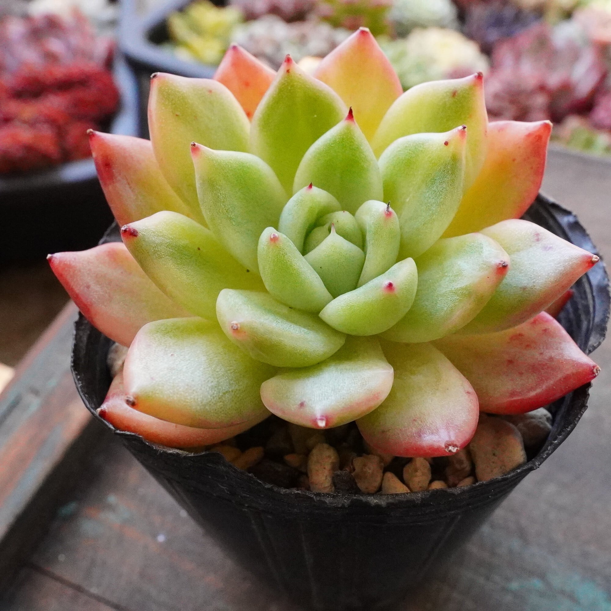 【ラジョヤ錦】斑入り エケベリア 韓国多肉 極美 | E-TANIKU