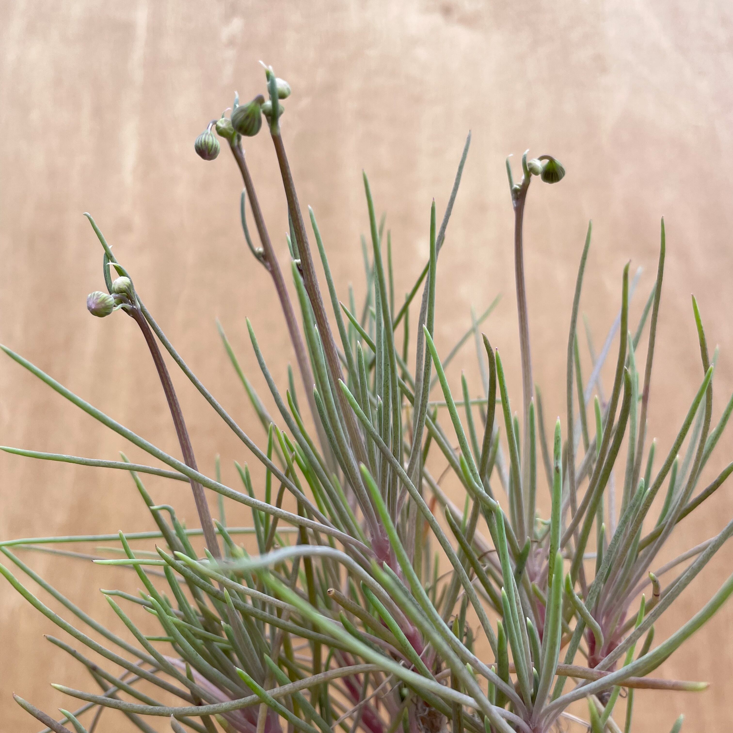 Othonna protecta【オトンナ・プロテクタ】 | RIMO'S GREEN サボテンと多肉植物の通販サイト