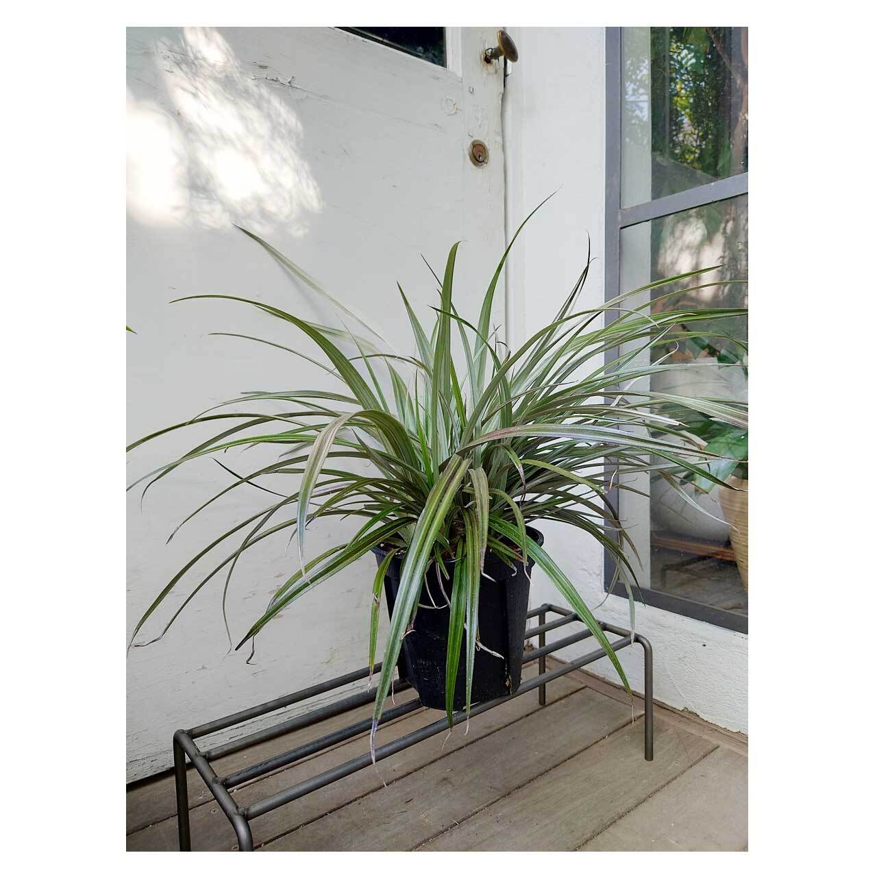 Astelia nervosa 'Westland' | Seeding