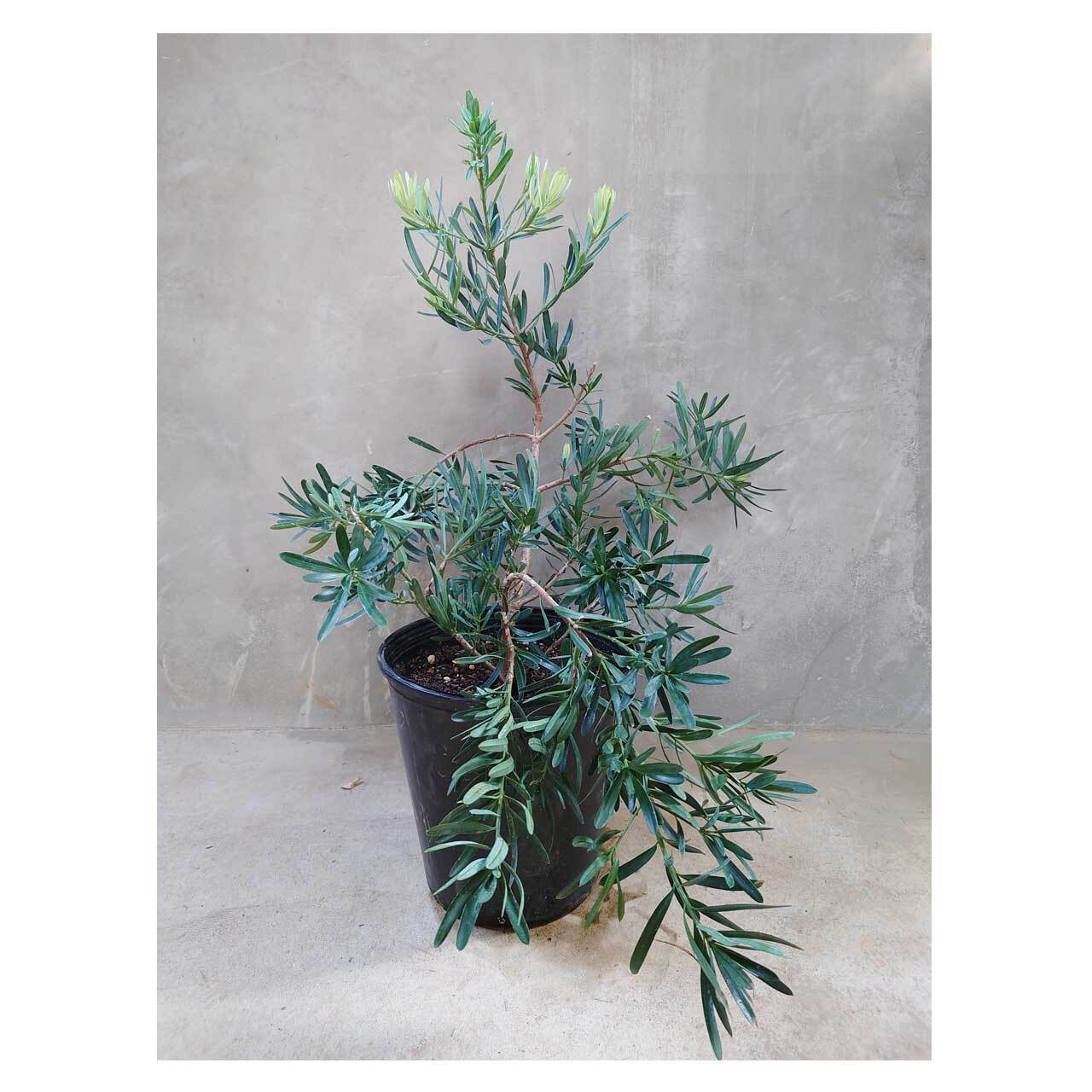 Podocarpus elongatus "Icee Blue" | Seeding