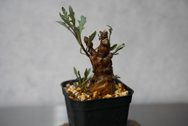 Othonna Lobata | Plants Beast