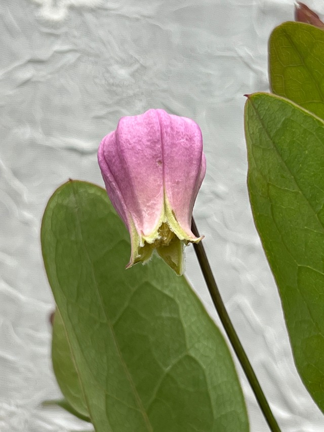 Clematis addisonii CA2301 | Yatsugatake Flower Power