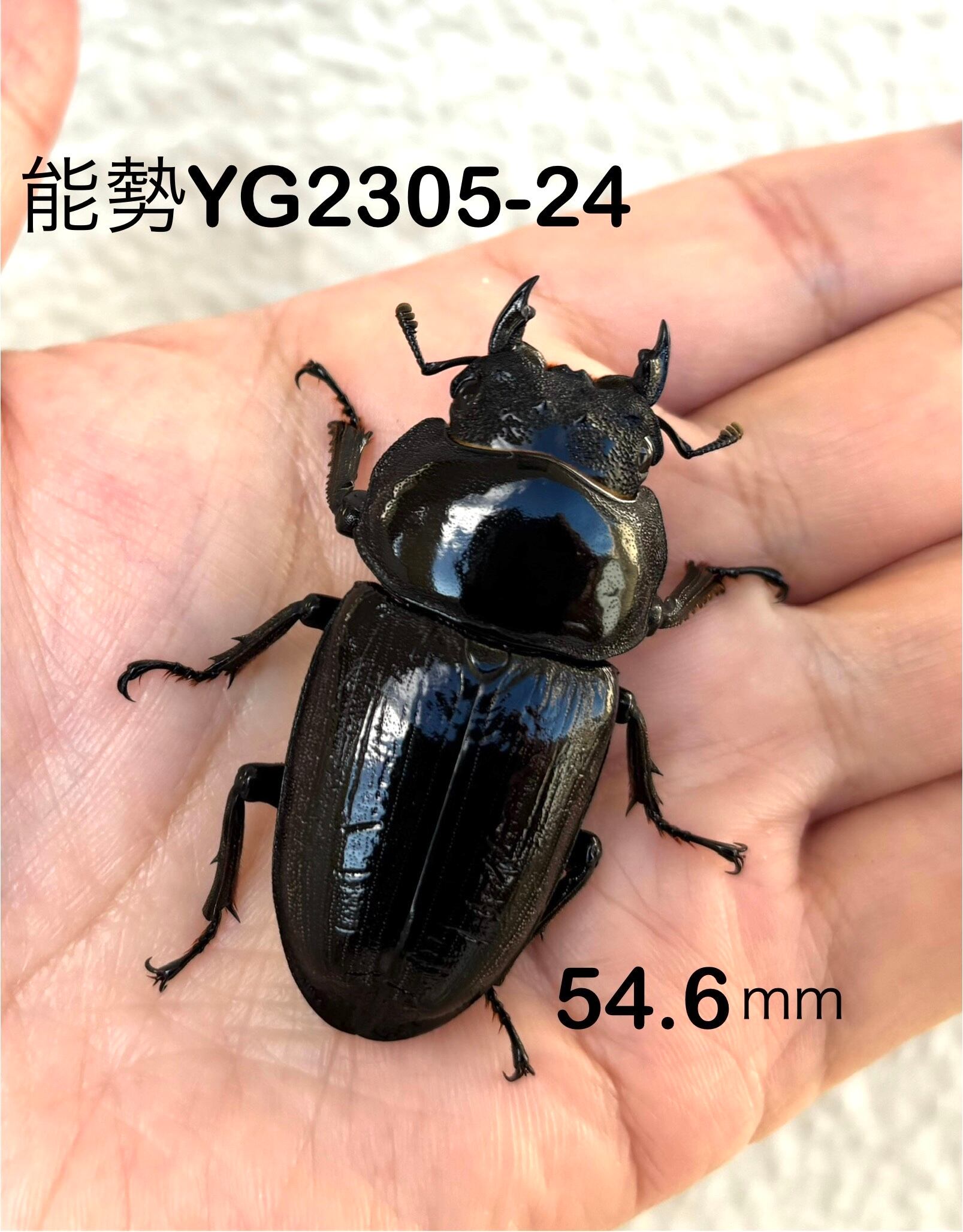 能勢YG メス54.6mm（23年A05-24） | atomookuwa
