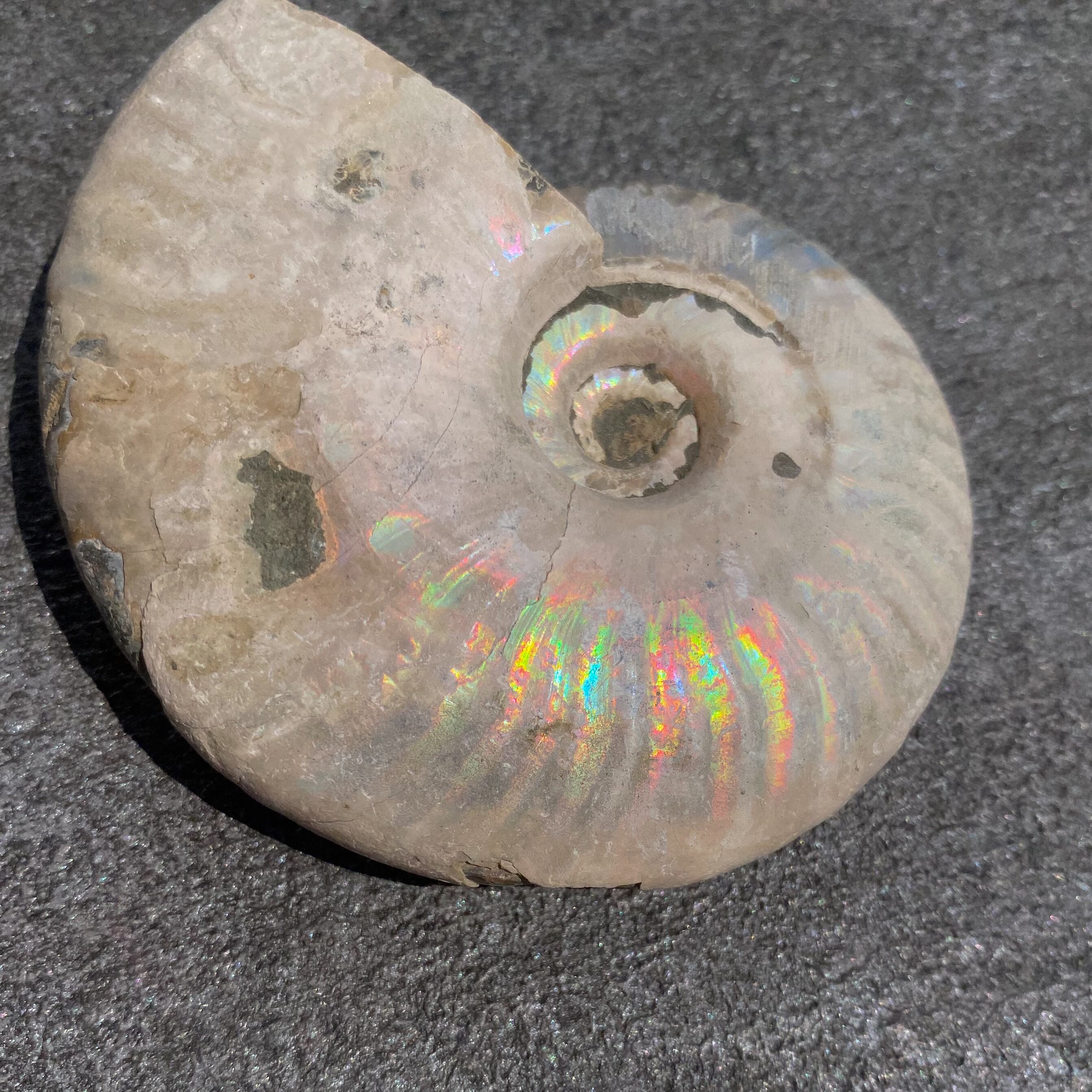 Rainbow white ammonite | MOOD gemstones