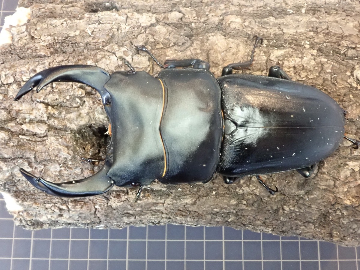 SR血統 ♂85.2mm(Shima1007氏から幼虫で購入) /♀2 ペア 即ブリ可能 | beetles-fan