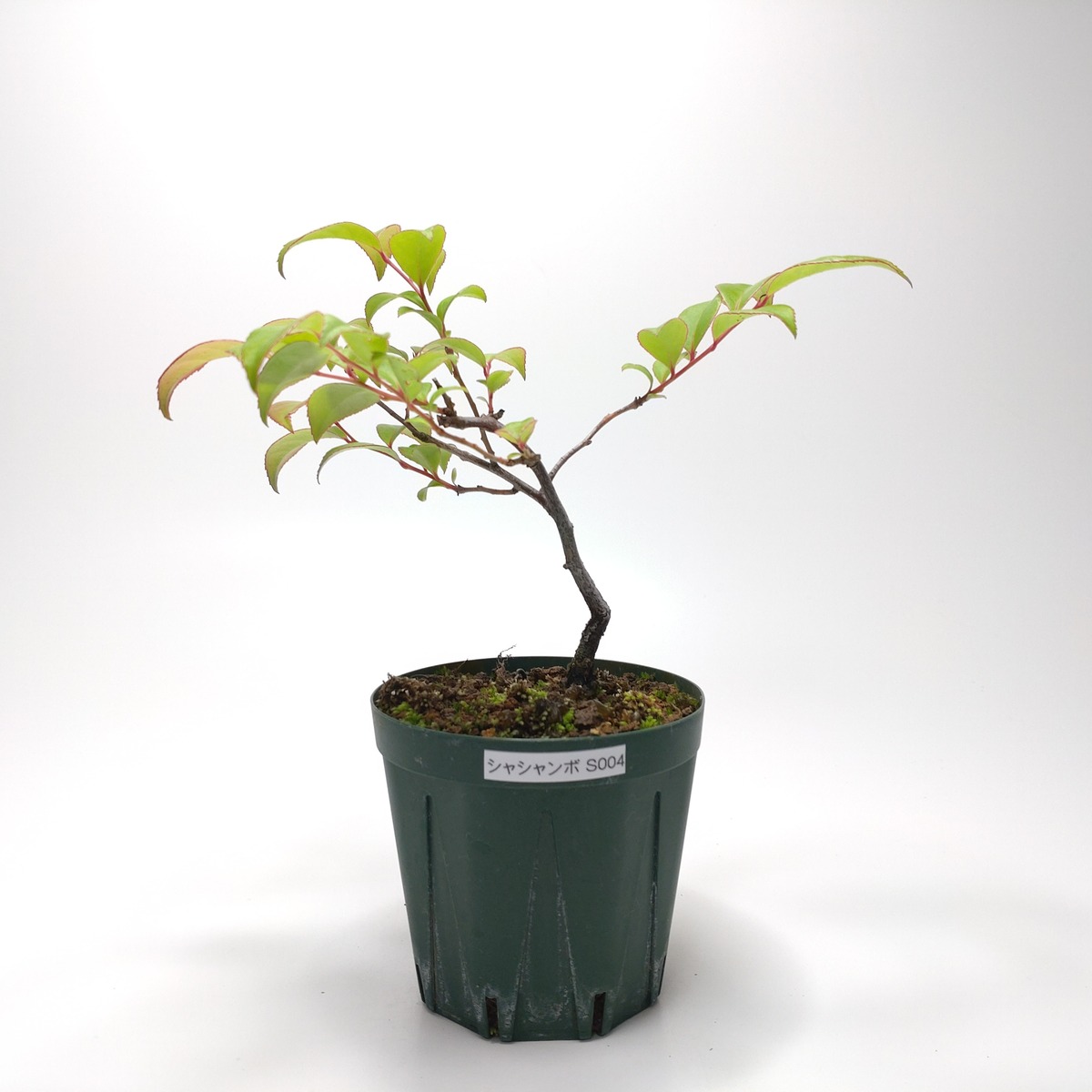 シャシャンボ（小小坊）S004 | 盆栽創【Bonsaisou】