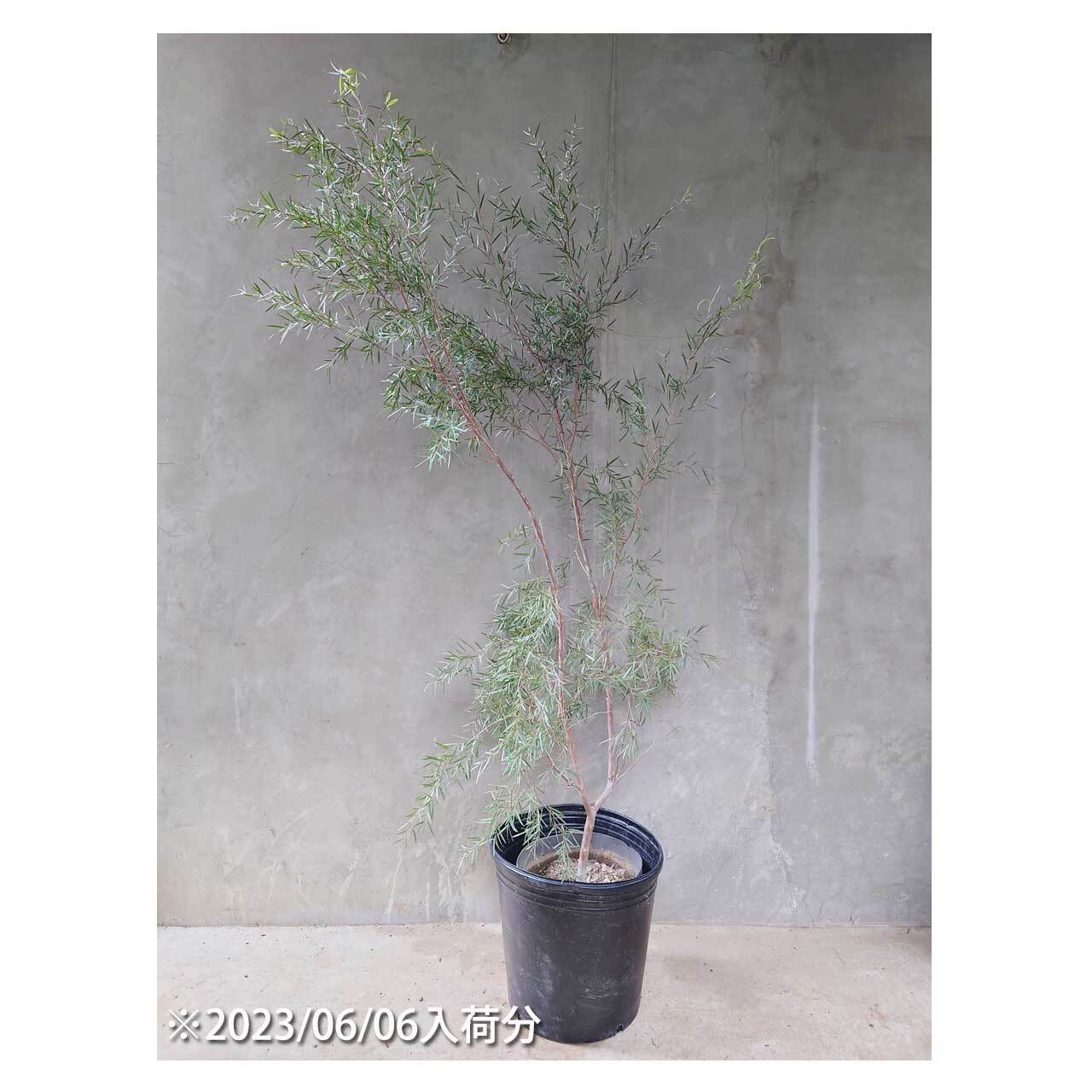 Silver tea tree | Seeding