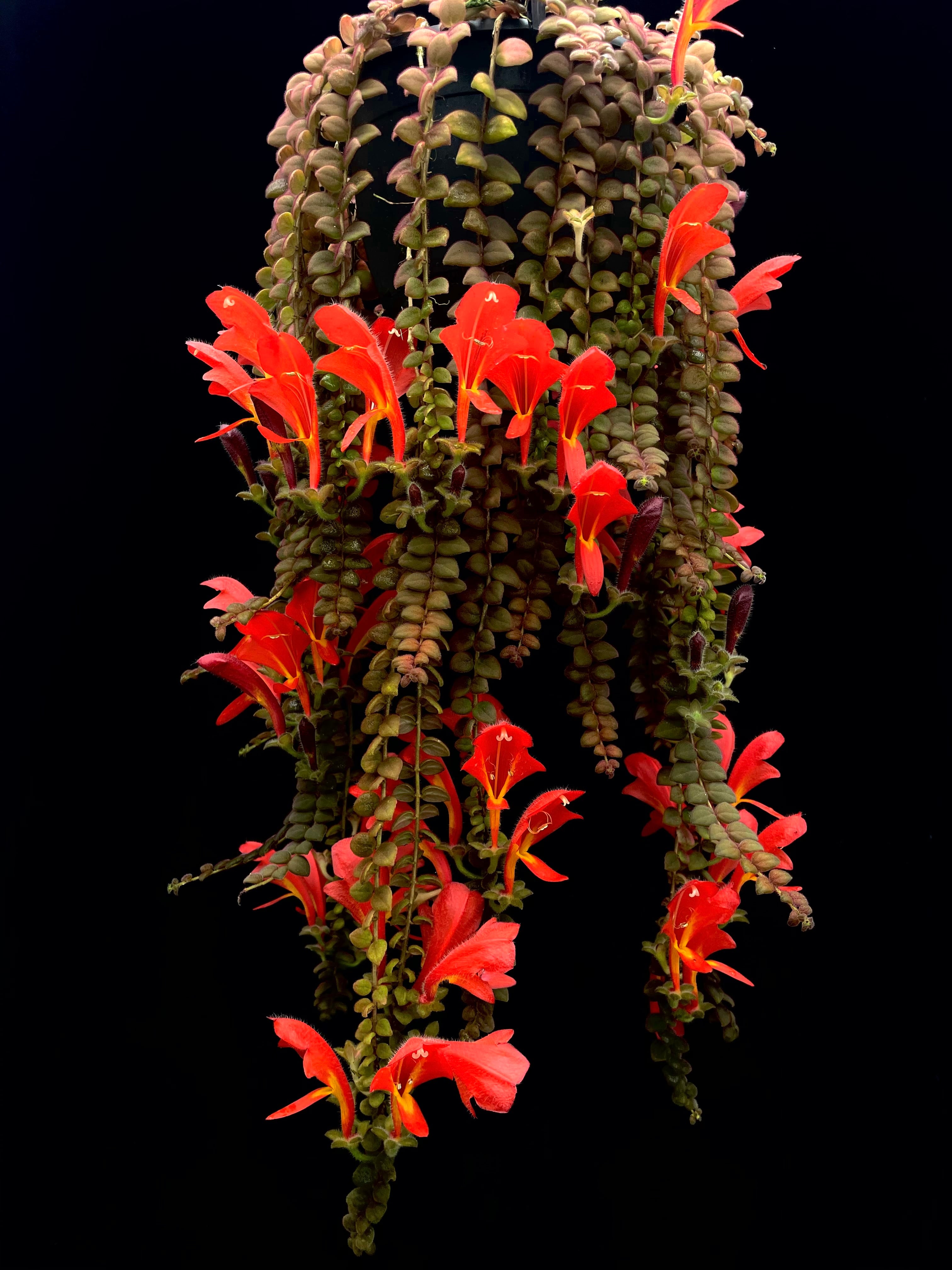 Columnea microphylla | 伊藤蟻植物農園