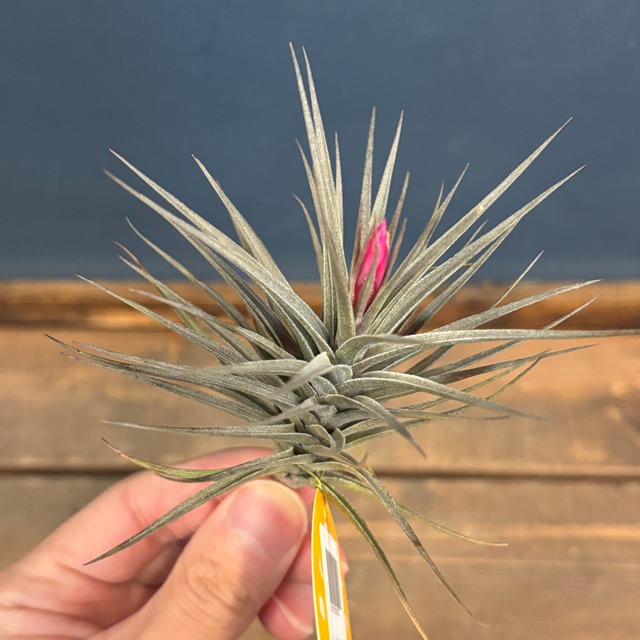 PROTOLEAF プロトリーフ