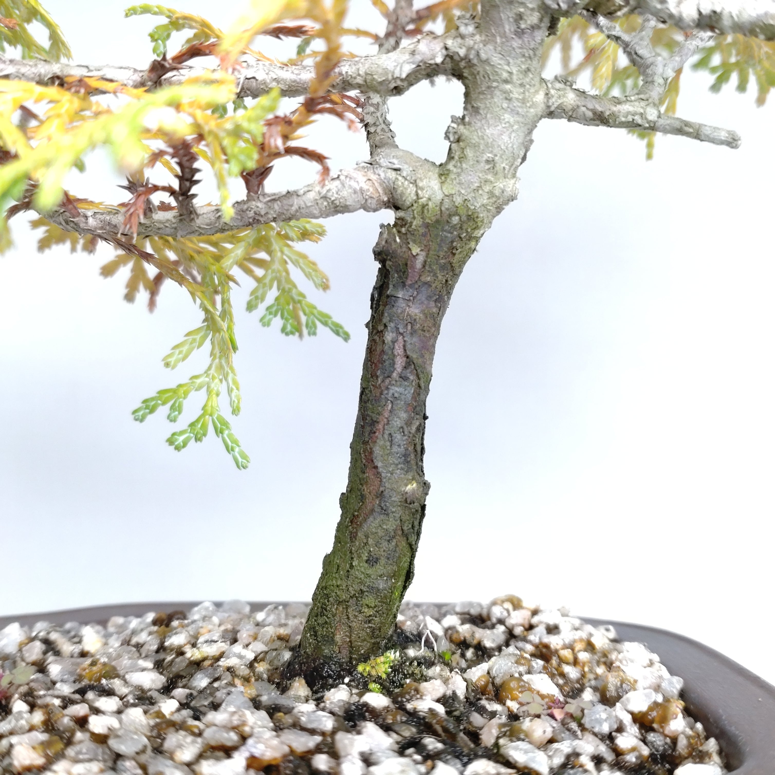 檜（ヒノキ）盆栽 S011 | 盆栽創【Bonsaisou】