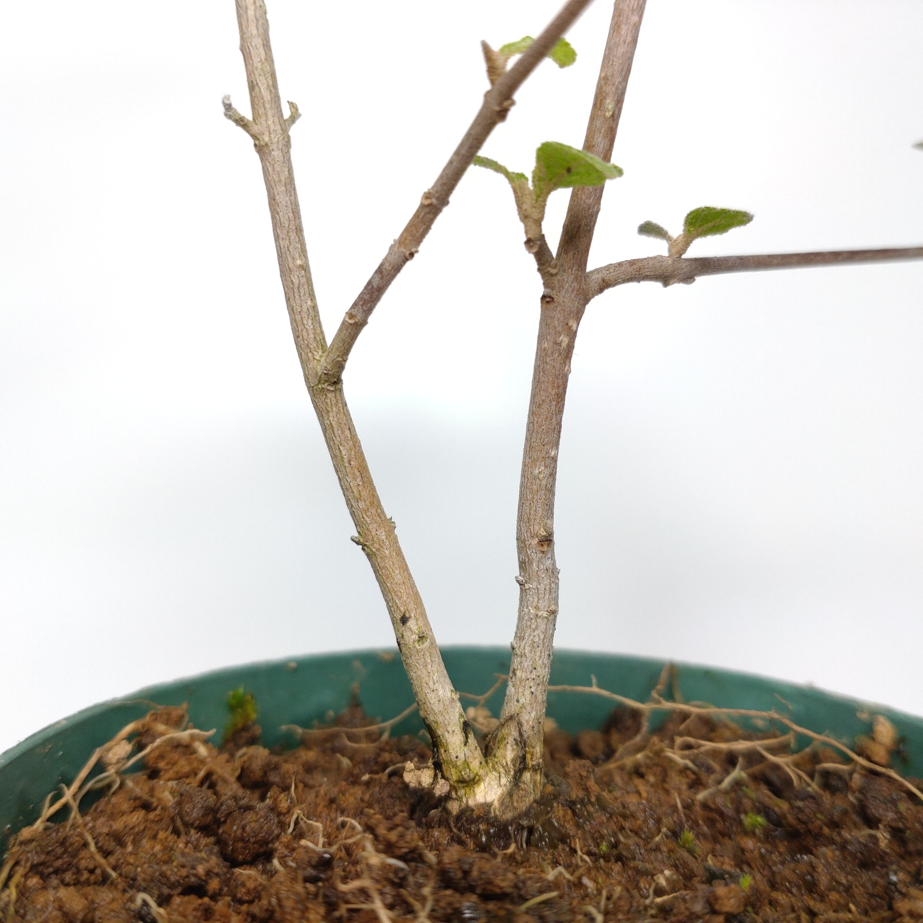 ムラサキシキブ（紫式部）S014 | 盆栽創【Bonsaisou】