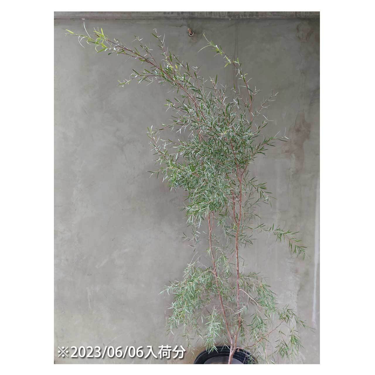 Silver tea tree | Seeding