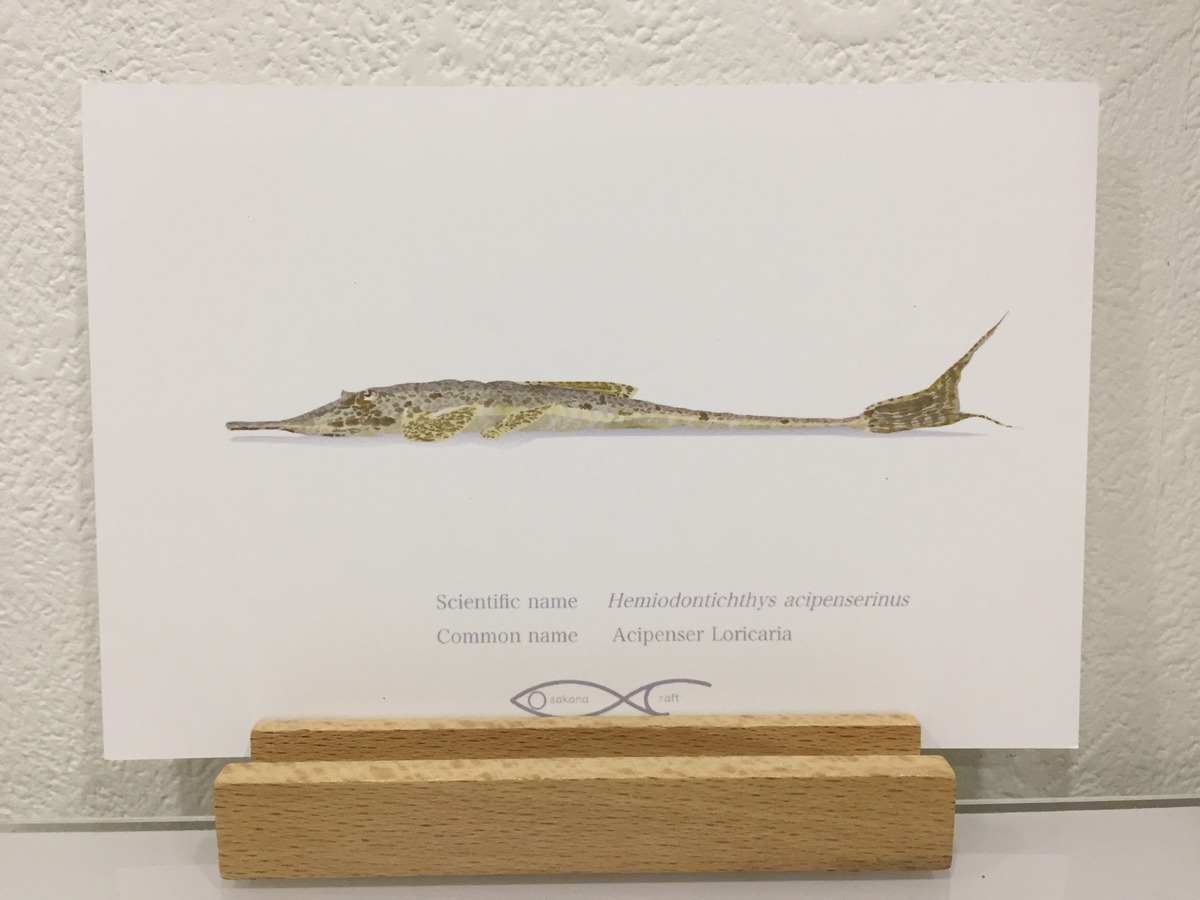 Hemiodontichthys acipenserinus Drawing Postcard | Osakanacraft