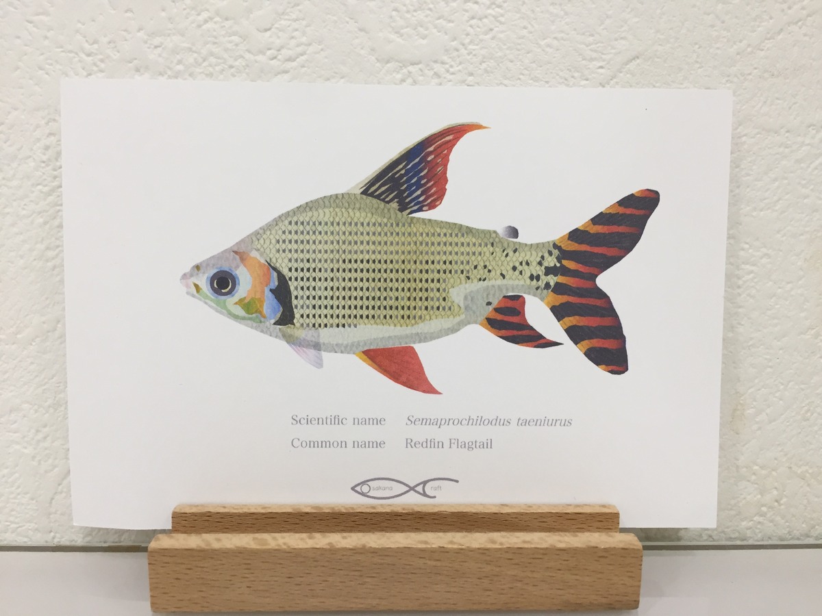 Semaprochilodus taeniurus（Redfin Flagtail） Drawing Postcard | Osakanacraft