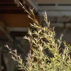 Silver tea tree | Seeding