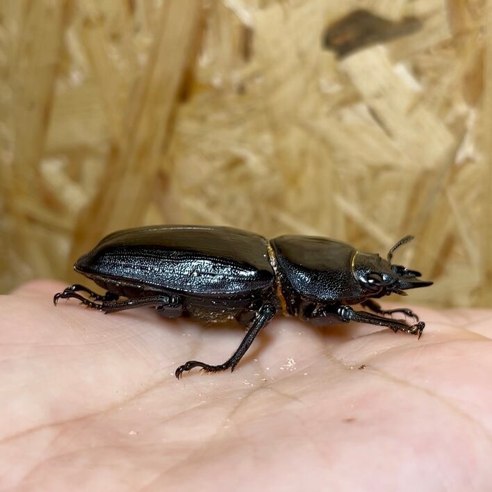 ♀57.6mm 『SR2302-5』能勢SR血統 国産オオクワガタ | AKIKAZE SHOP