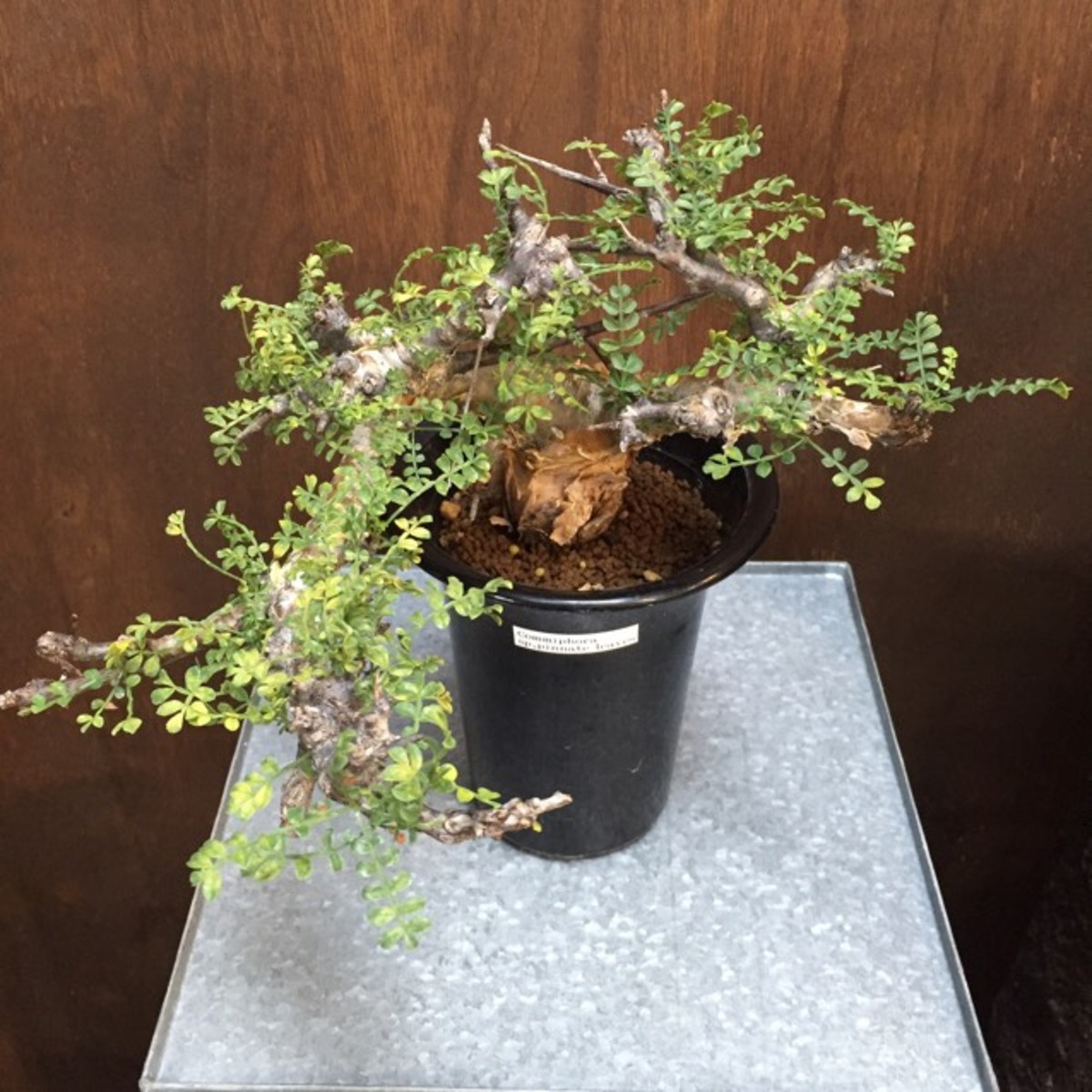 Commiphora sp pinnate leaves | UEKIYA GREENPLAZA 21