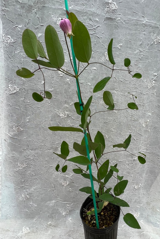 Clematis addisonii CA2301 | Yatsugatake Flower Power