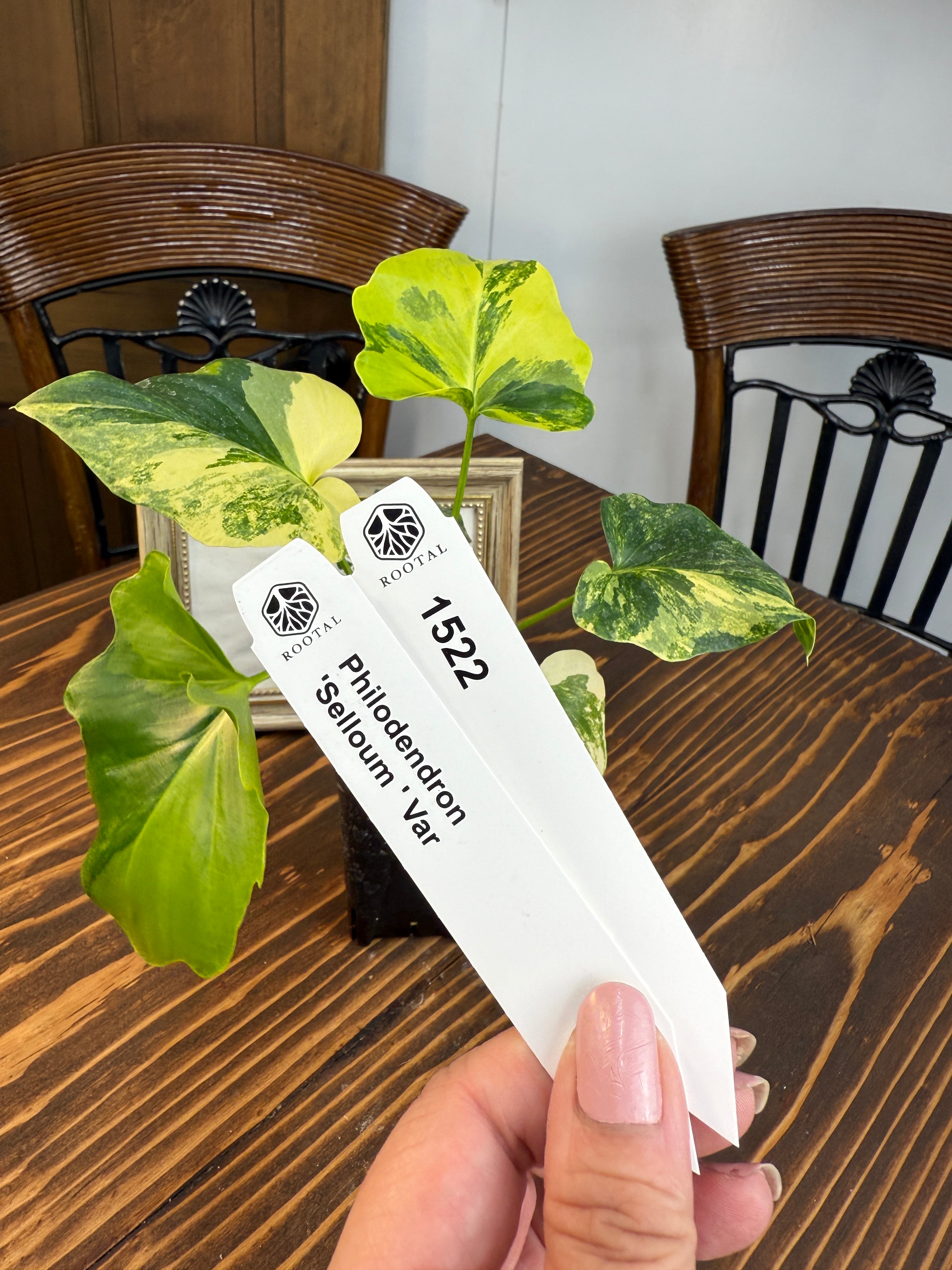 ★1522【希少品種】フィロデンドロン セローム バリエガータ（7.5㎝ロング硬質ポット） | ROOTALPLANTS