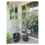 Silver tea tree | Seeding