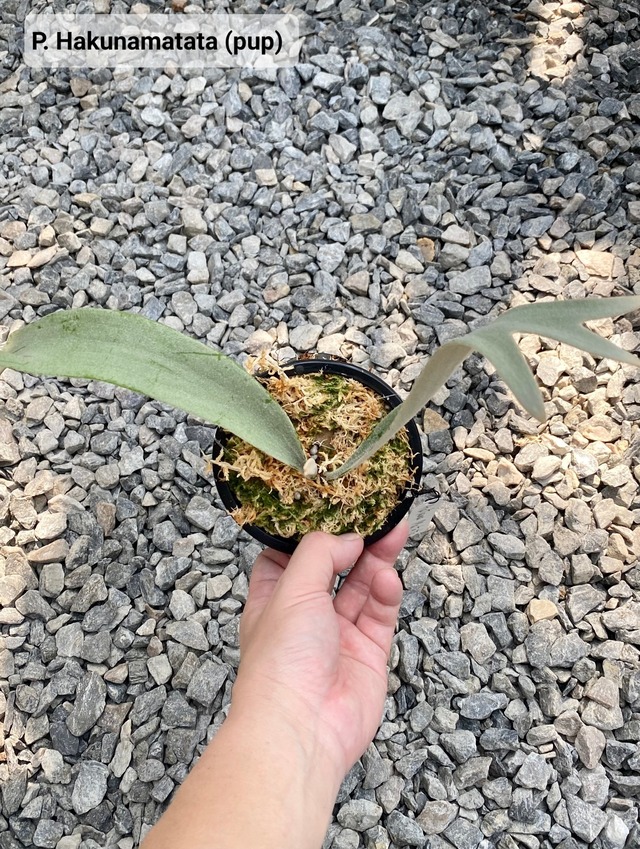 P.Hakuna matata 【artPLANTs】ビカクシダ/Platycerium | artPLANTs2020 （アートプランツ）