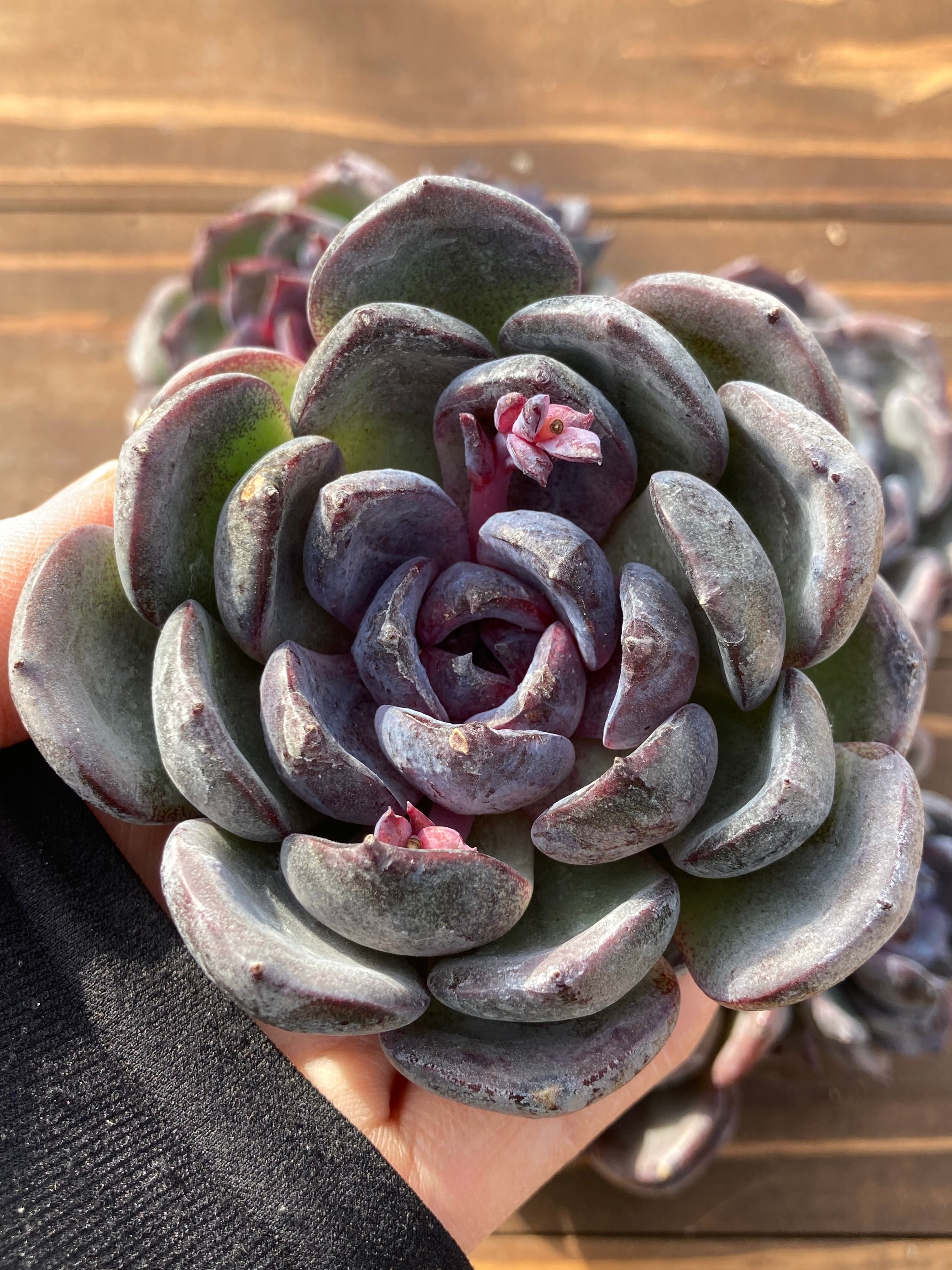 チャビーボラ | 山奥屋の多肉